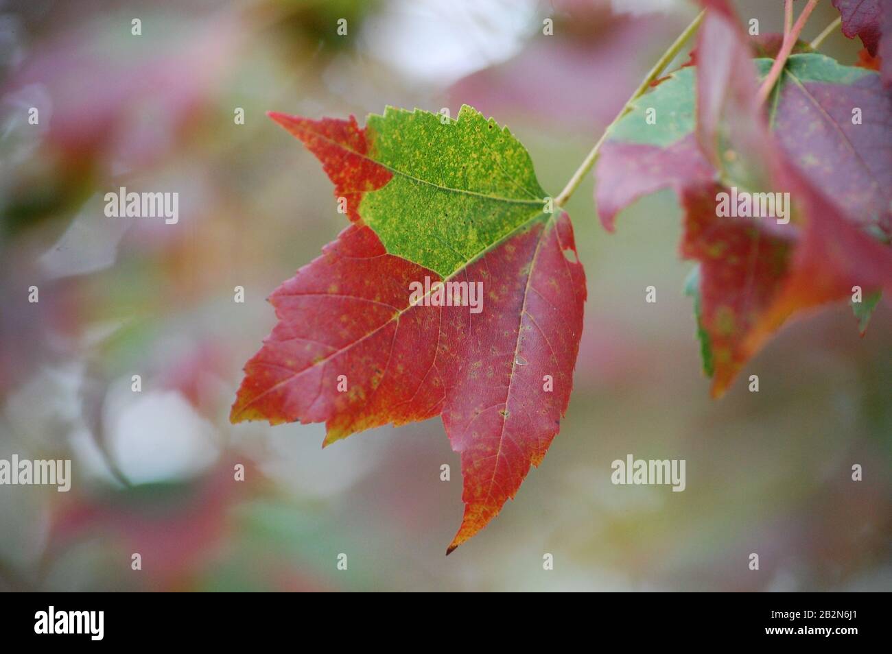 Red maple leaf in the process of changing colors in the fall Stock ...