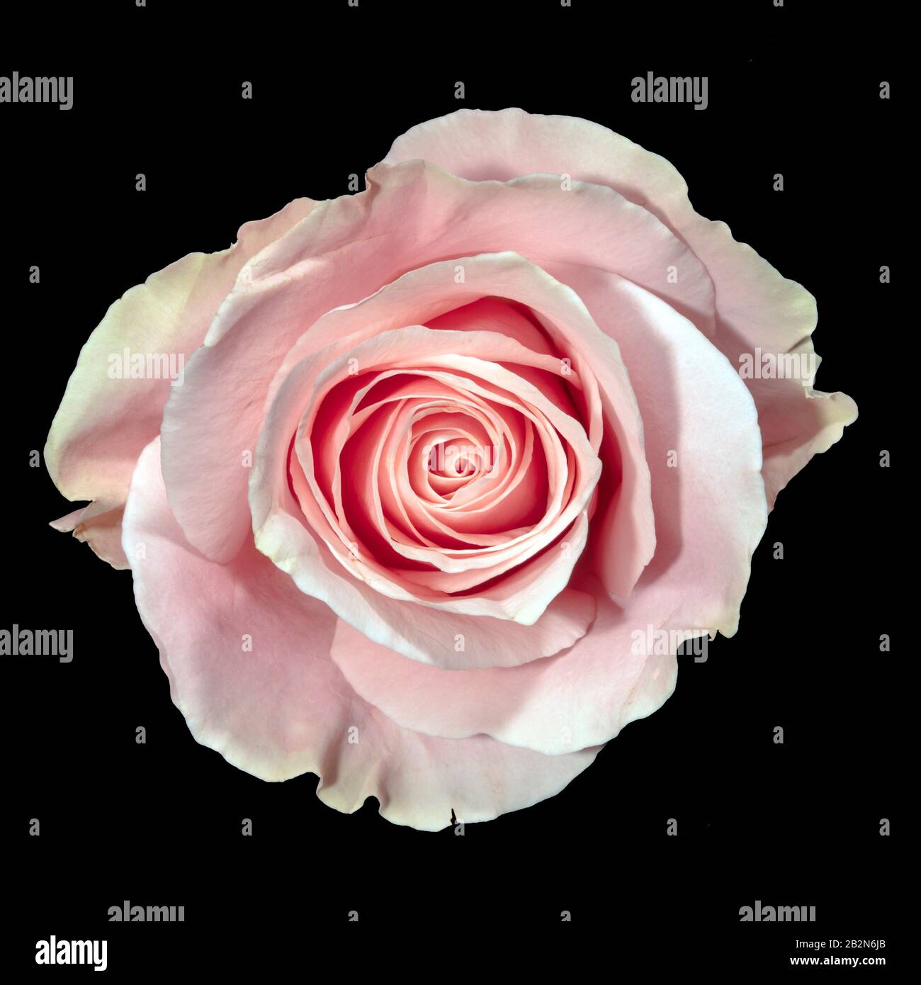 Colombian roses photographed in studio at Miami Stock Photo - Alamy