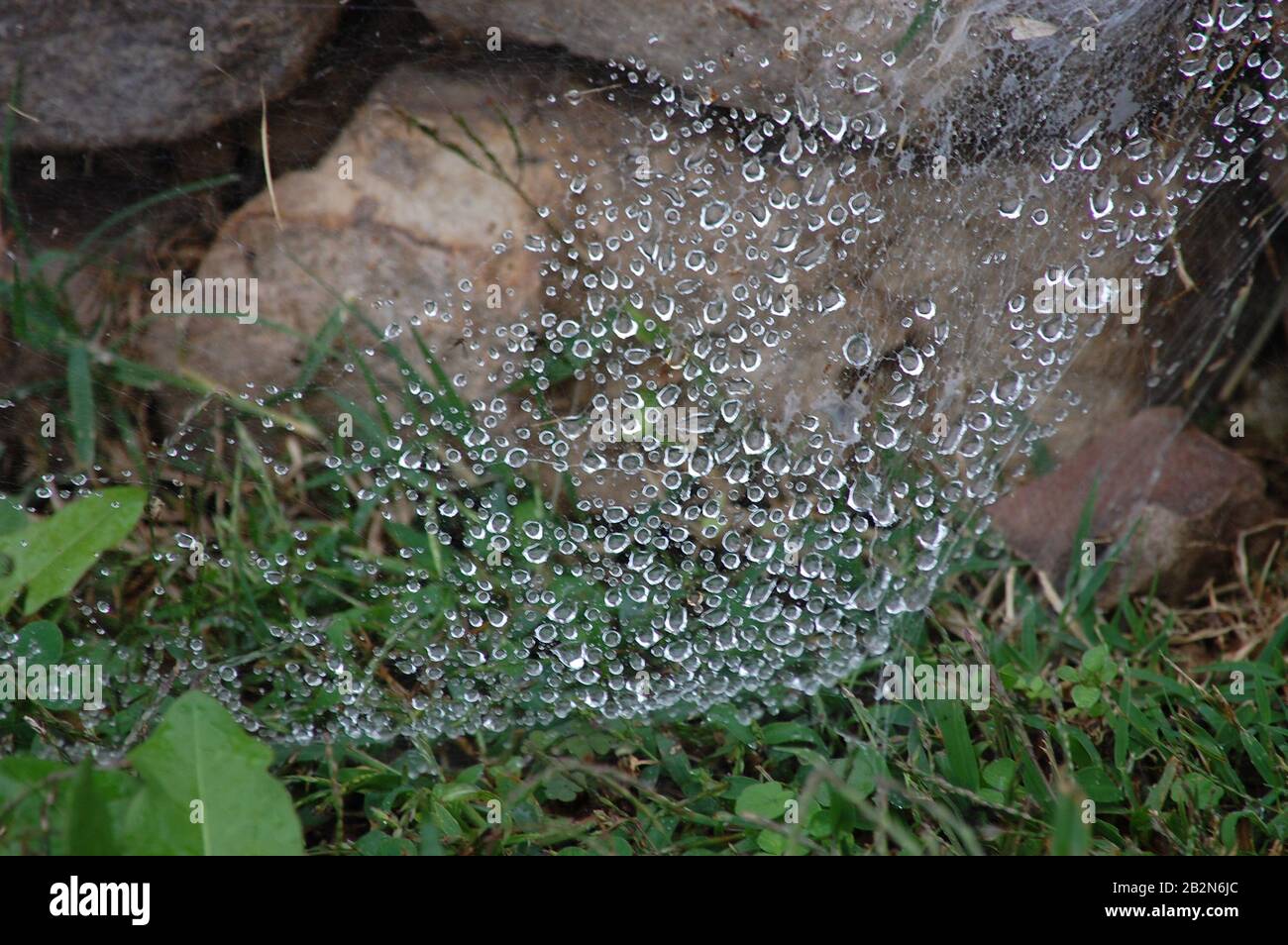 Morning dew covers a spider web Stock Photo - Alamy
