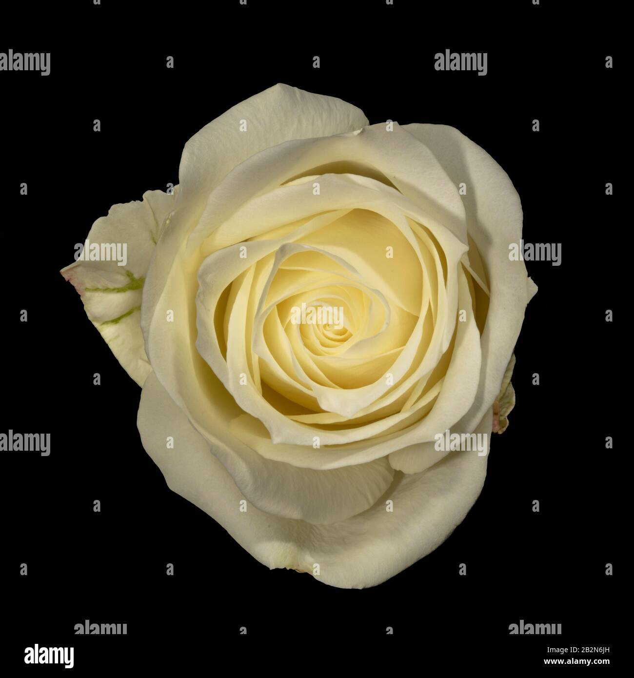 Colombian roses photographed in studio at Miami Stock Photo - Alamy