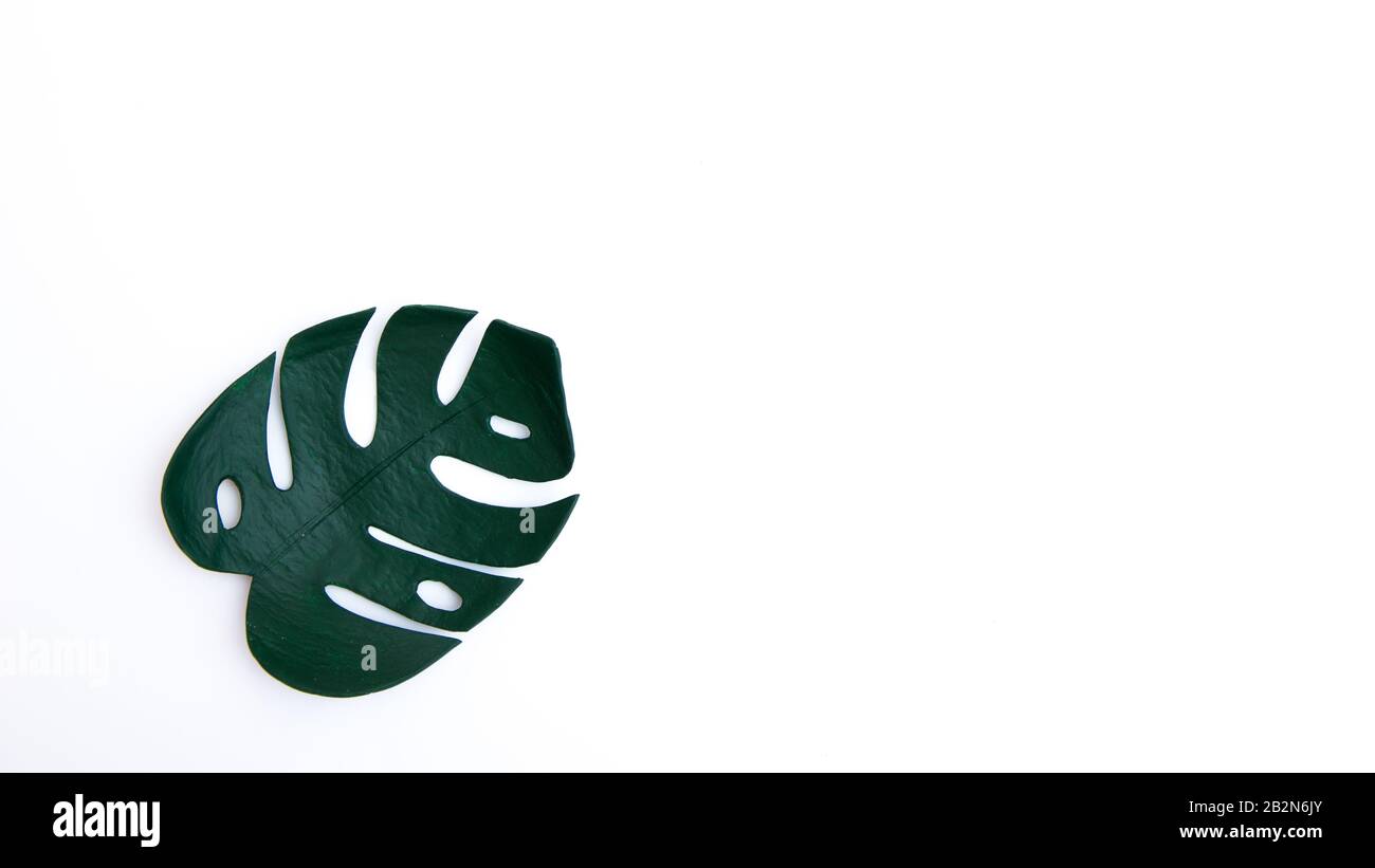 tropical monstera on a white background with copy space Stock Photo - Alamy