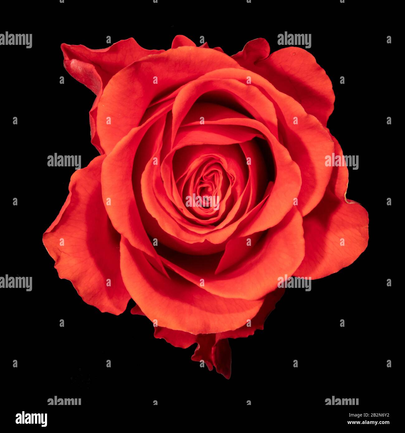 Colombian roses photographed in studio at Miami Stock Photo - Alamy