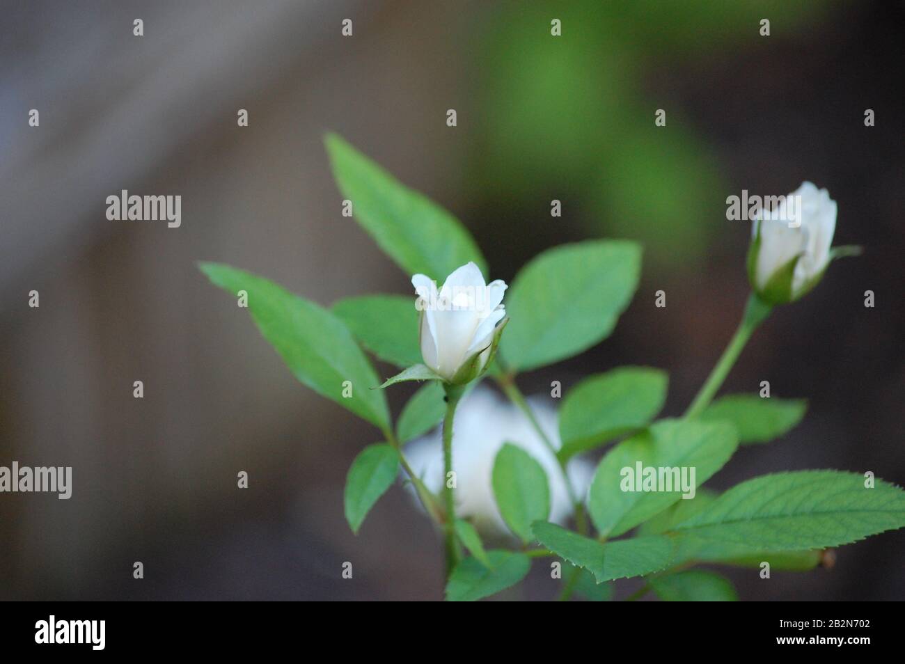 Fragile bloom hi-res stock photography and images - Alamy