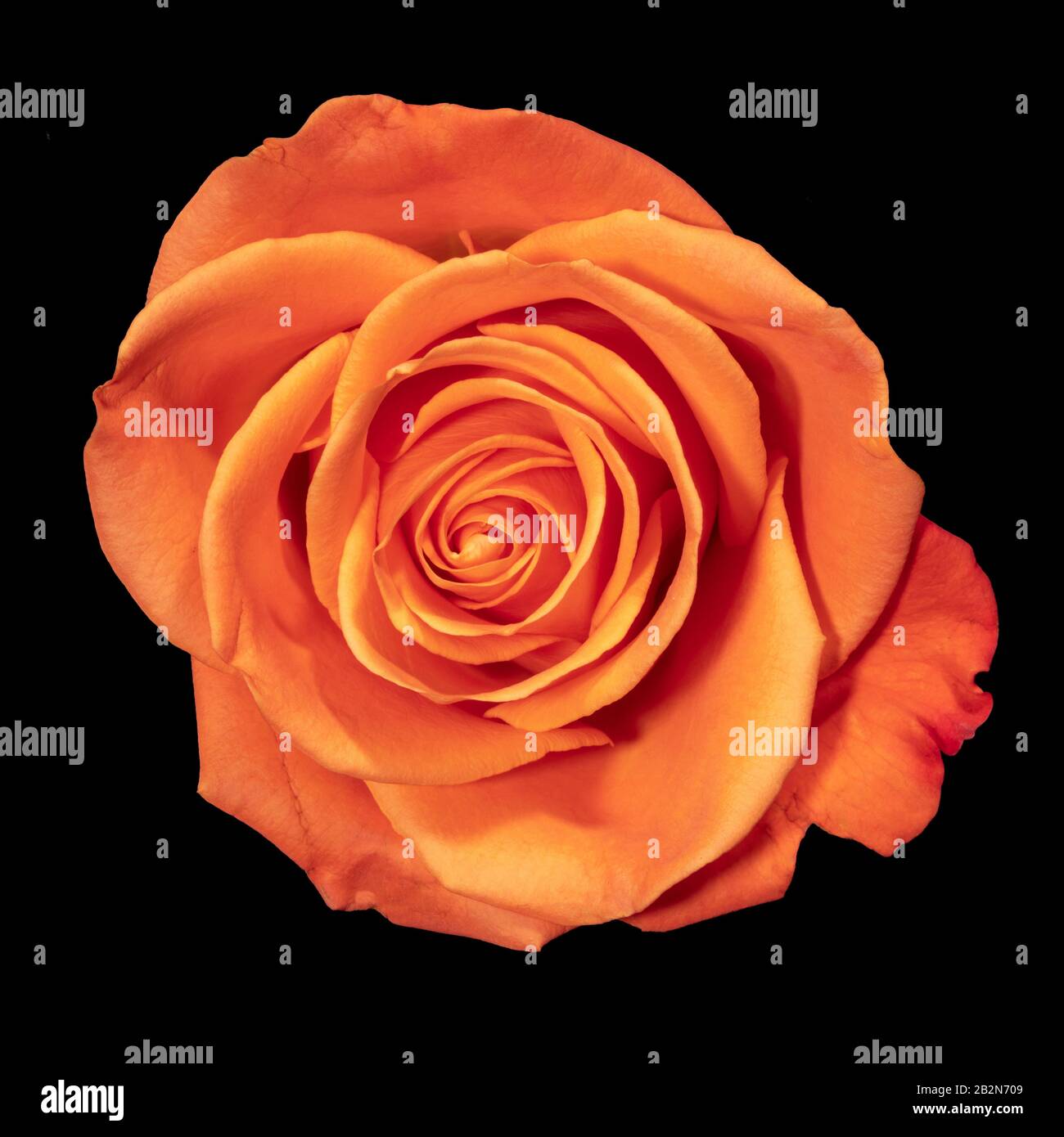 Colombian roses photographed in studio at Miami Stock Photo - Alamy