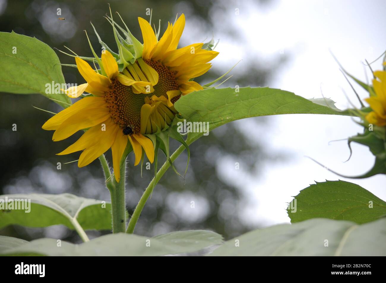 Blooming process hi-res stock photography and images - Alamy