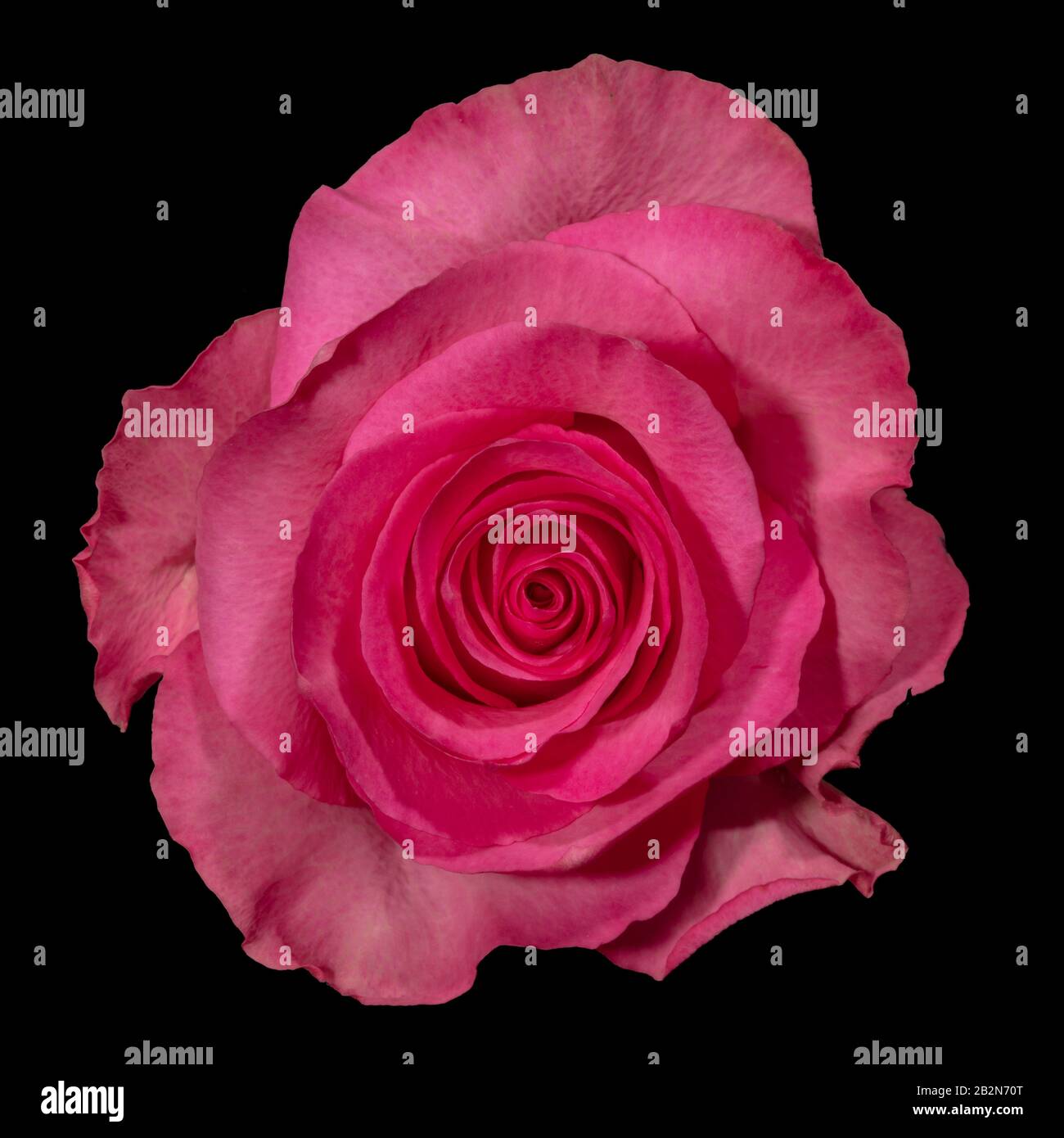 Colombian roses hi-res stock photography and images - Alamy