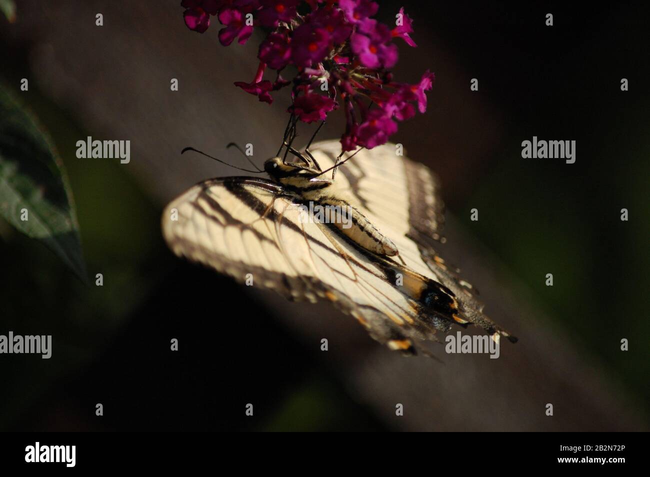 Underside of a yellow and black eastern tiger swallowtail hanging from ...