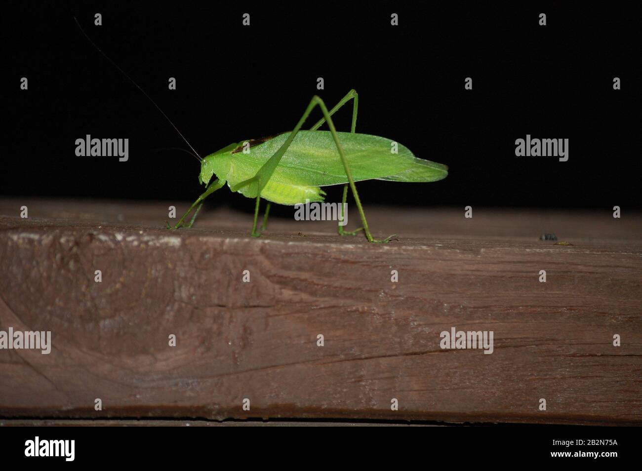 Leaf shaped grasshopper walking along wood beam at night Stock Photo ...