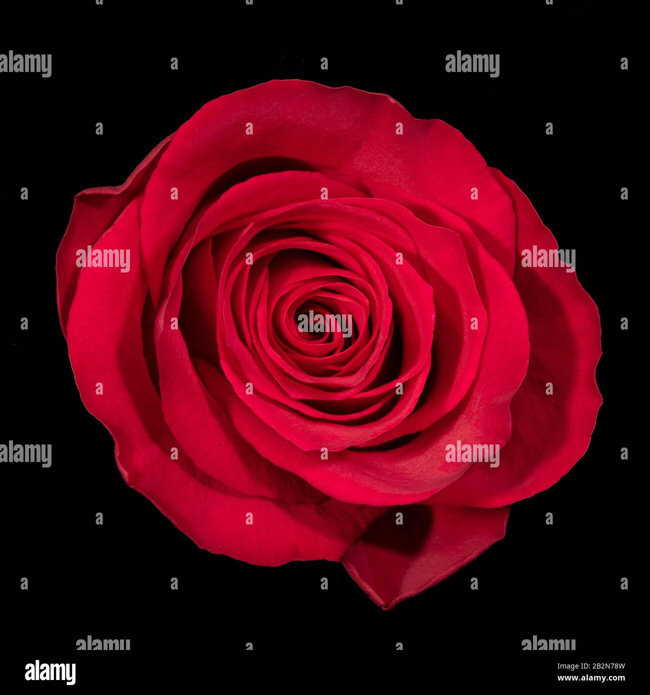 Colombian roses photographed in studio at Miami Stock Photo - Alamy