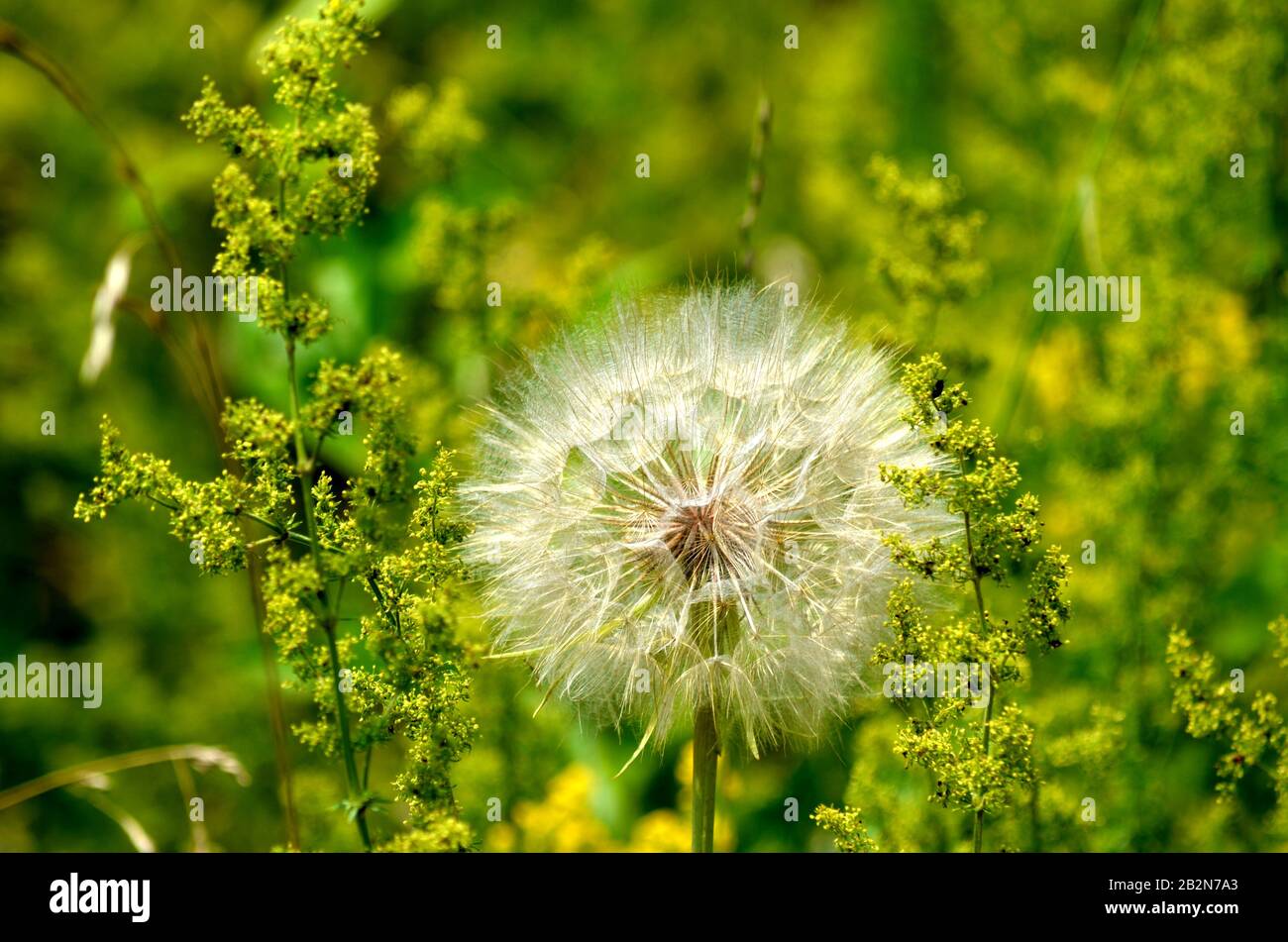 Dandelion tuft hi-res stock photography and images - Alamy