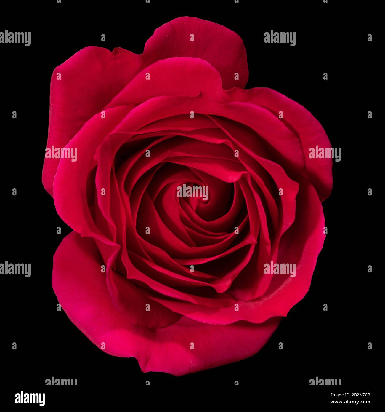 Colombian roses photographed in studio at Miami Stock Photo - Alamy