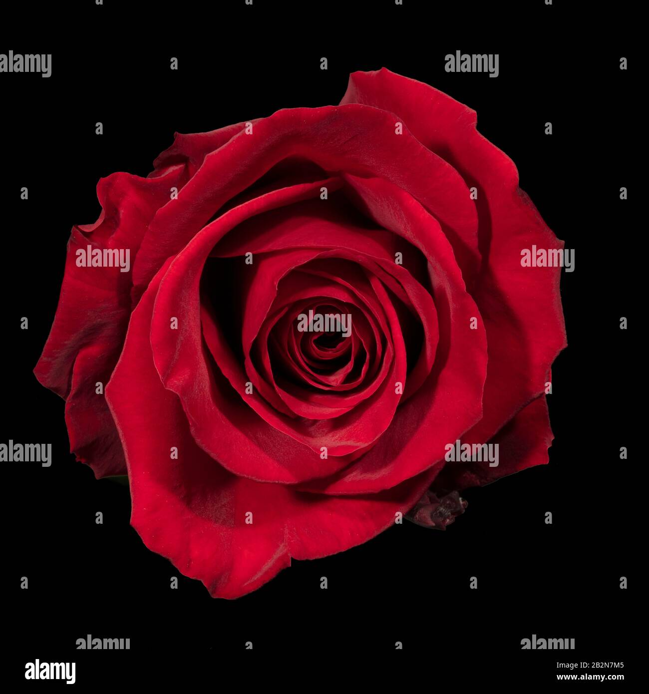 Colombian roses photographed in studio at Miami Stock Photo - Alamy