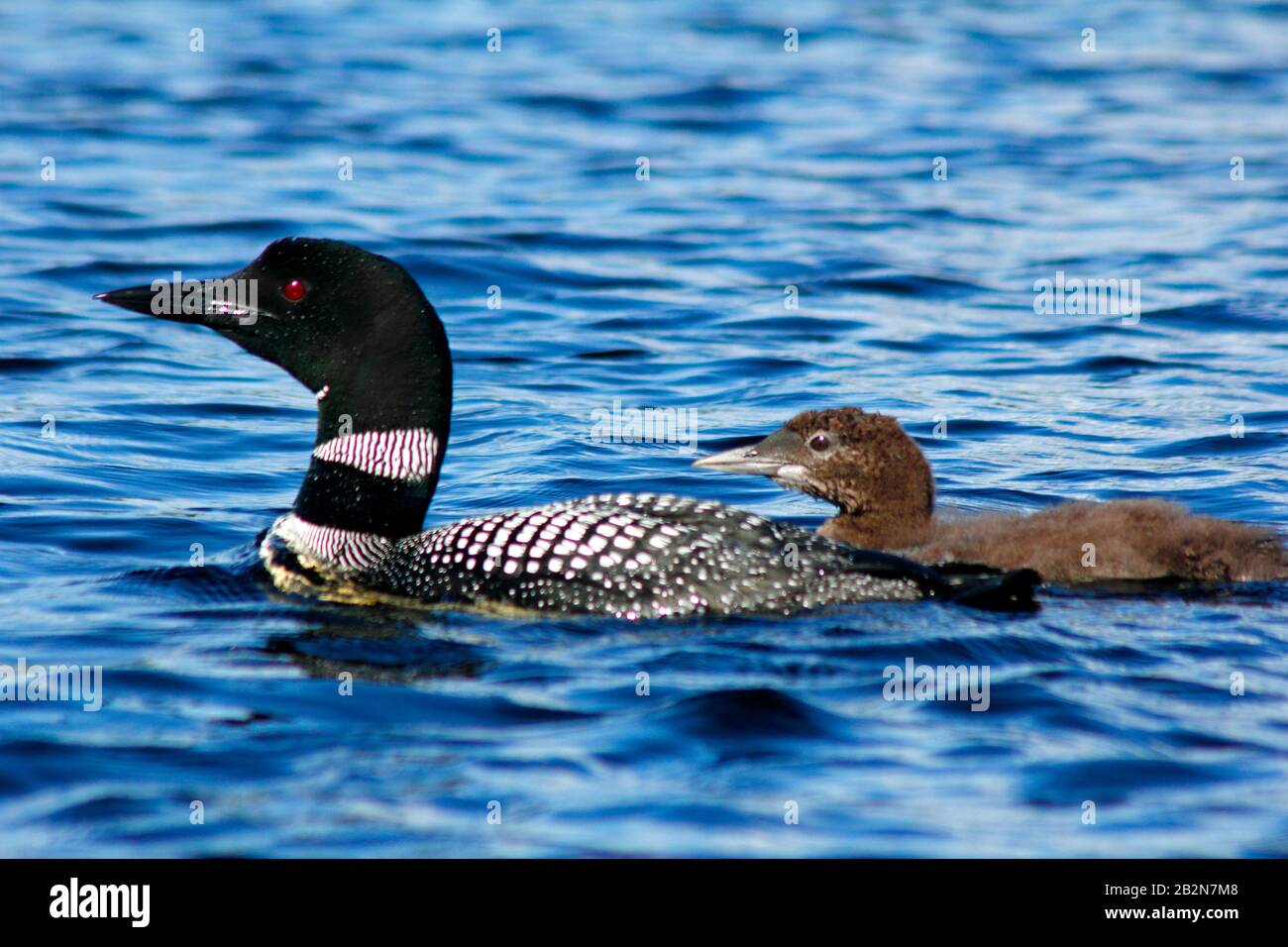 Female Loon