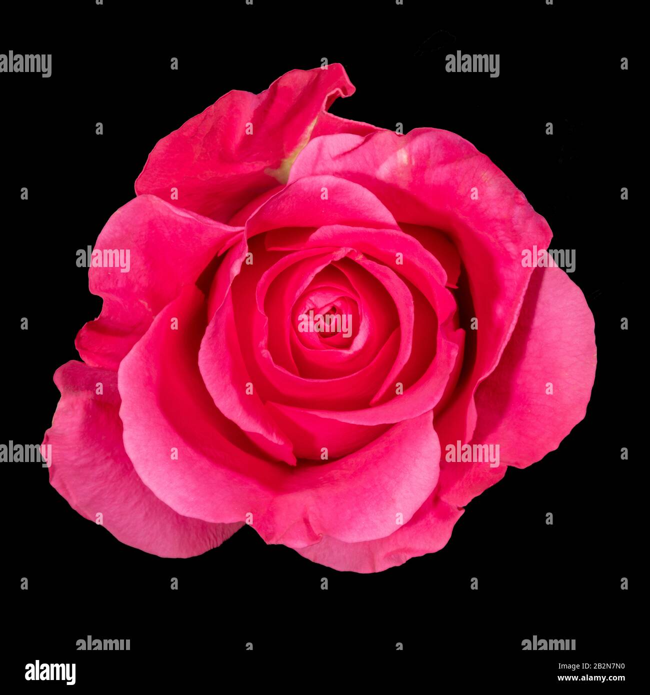 Colombian roses photographed in studio at Miami Stock Photo - Alamy