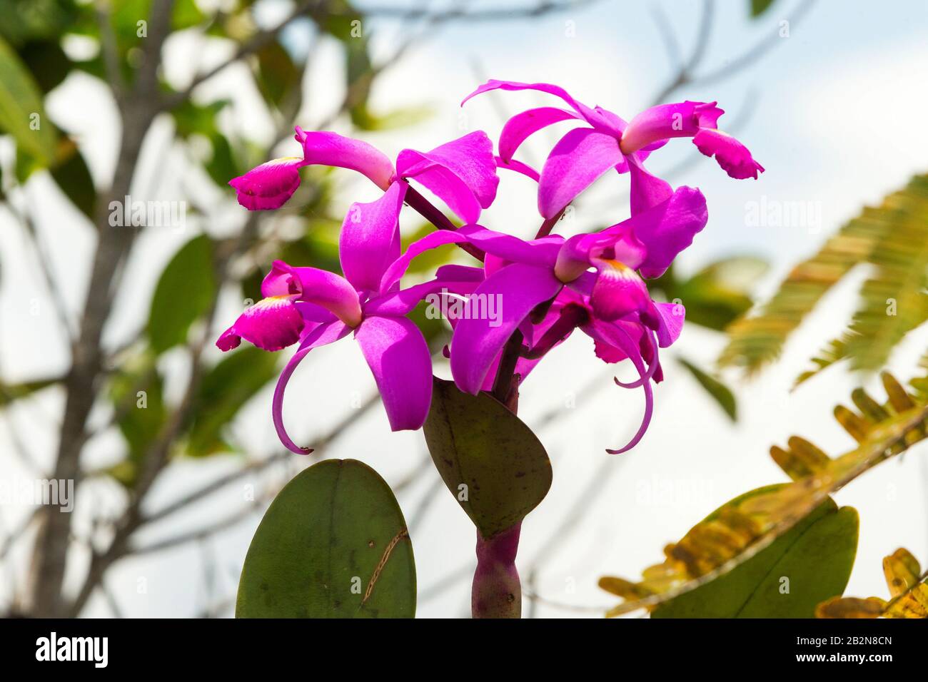 Purple Orchid In Ecuadorian Amazonian Jungle Stock Photo - Alamy