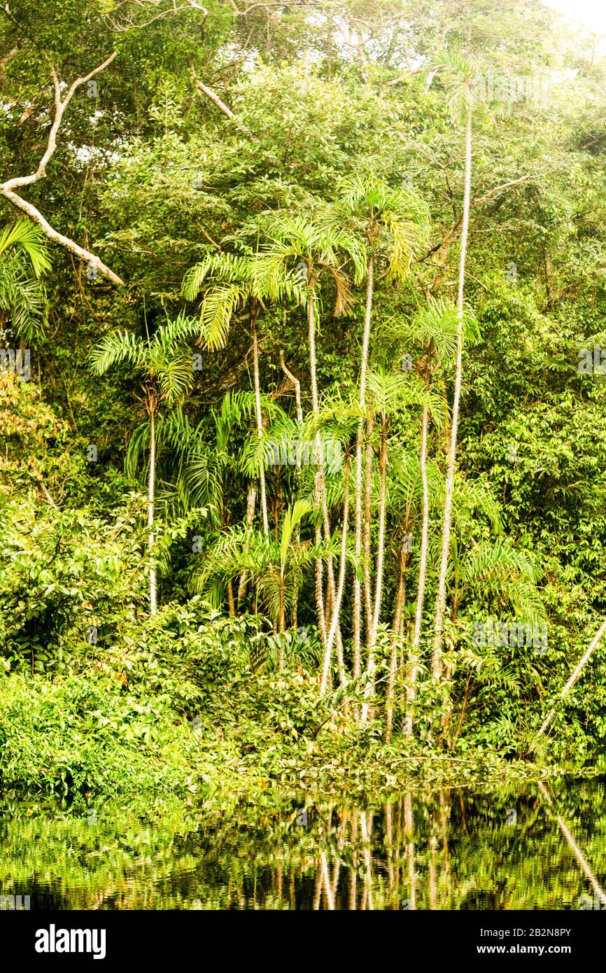 Amazonian Timber Concept With Dense Vegetation In Shiny Shine Stock ...