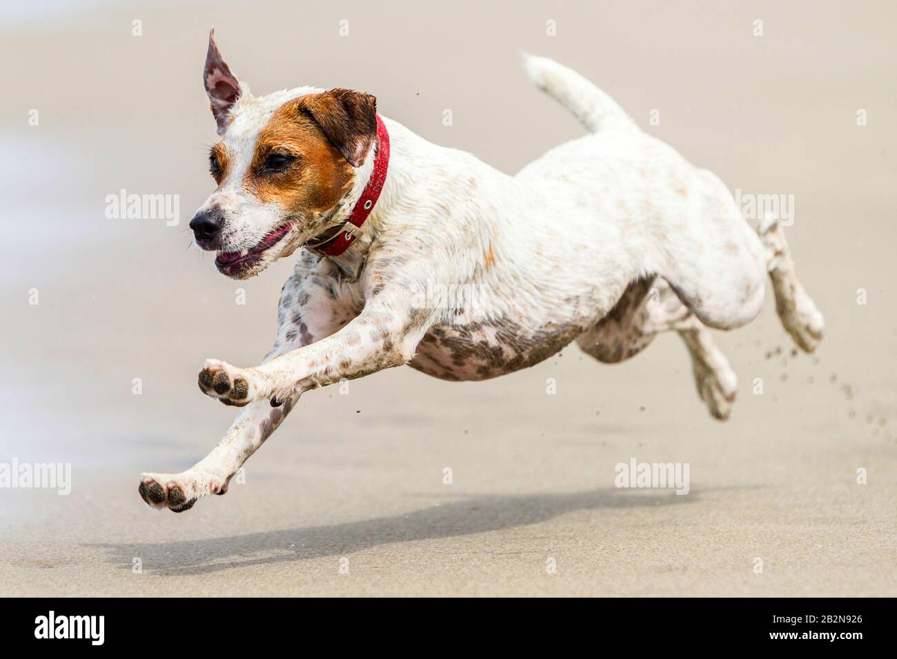 Dog moving hi-res stock photography and images - Alamy