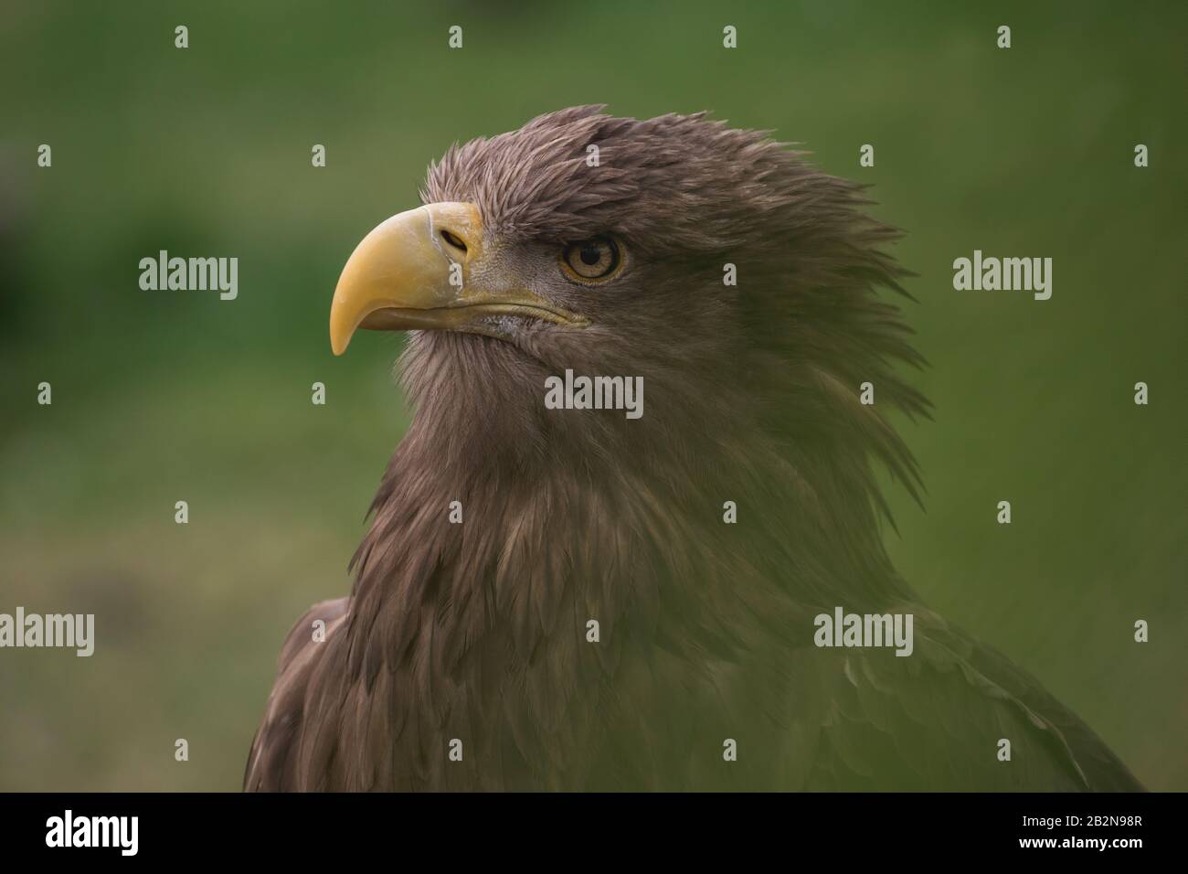 Angry looking eagle hi-res stock photography and images - Alamy