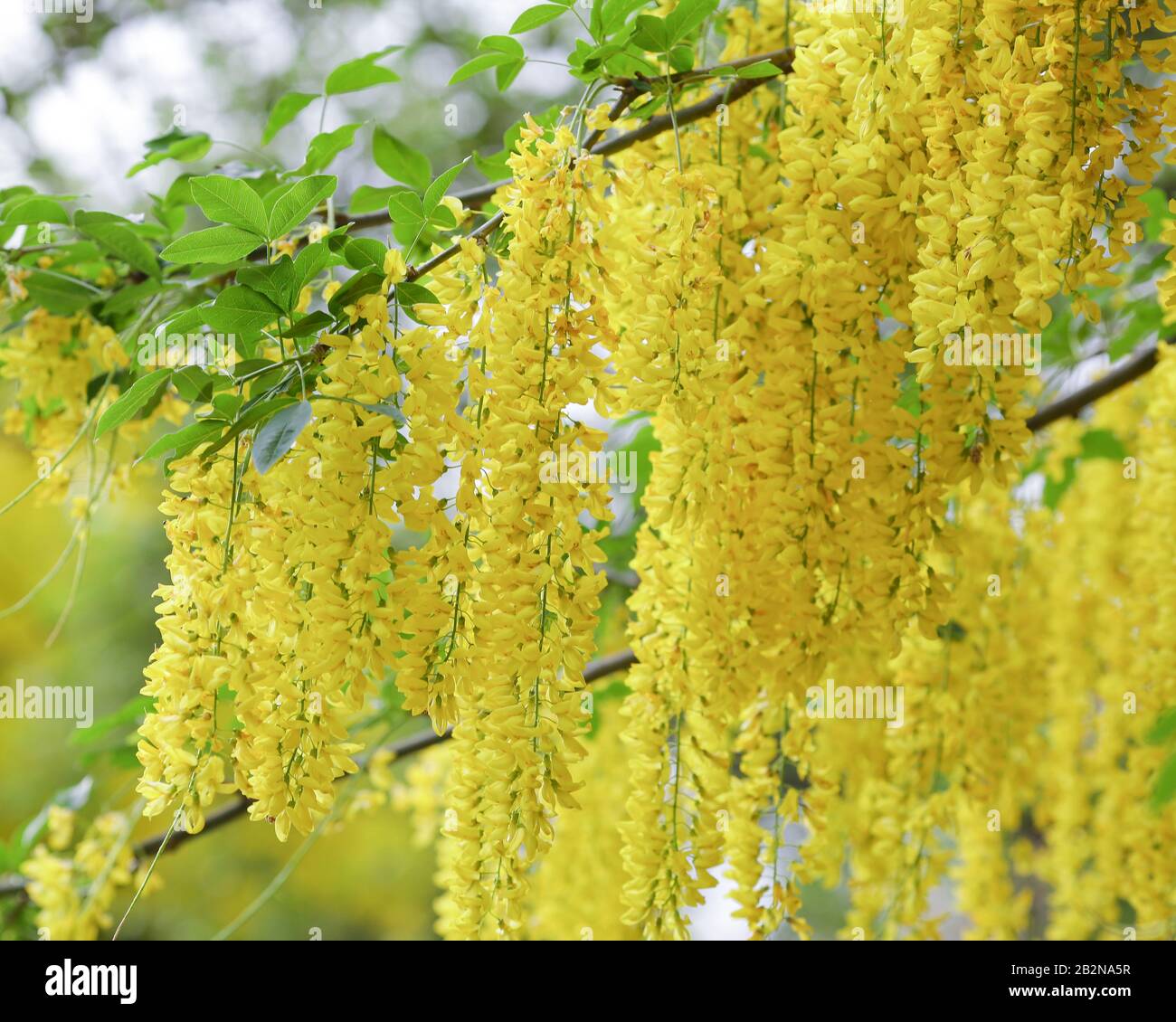 Summer background with yellow blooming Acacia Stock Photo - Alamy