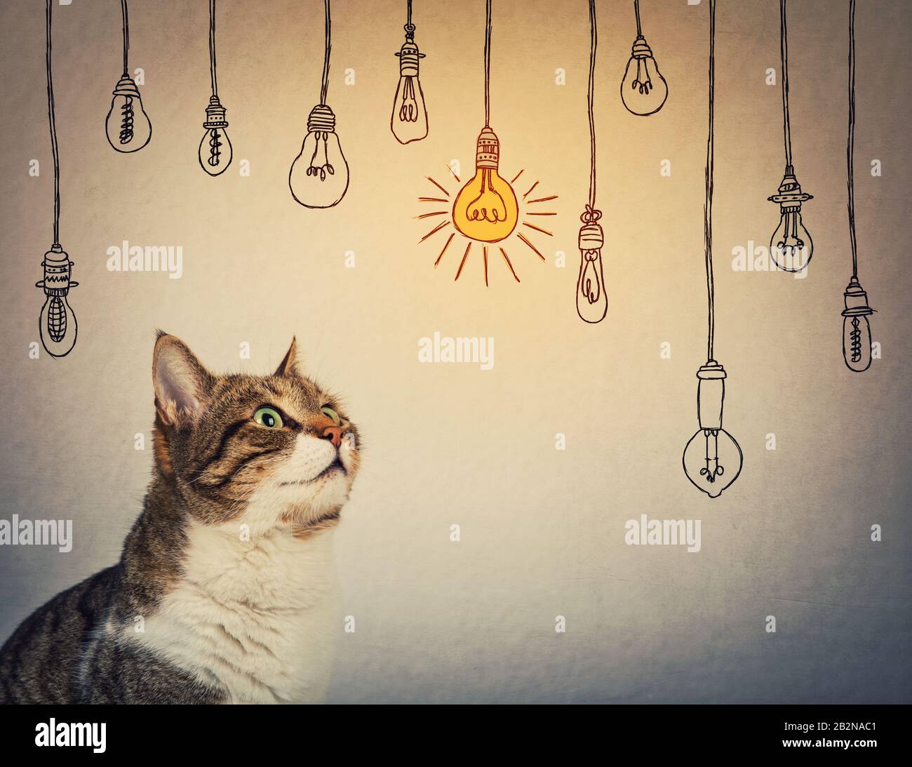 Curious and pensive, striped cat looking up attentive thinking of ...