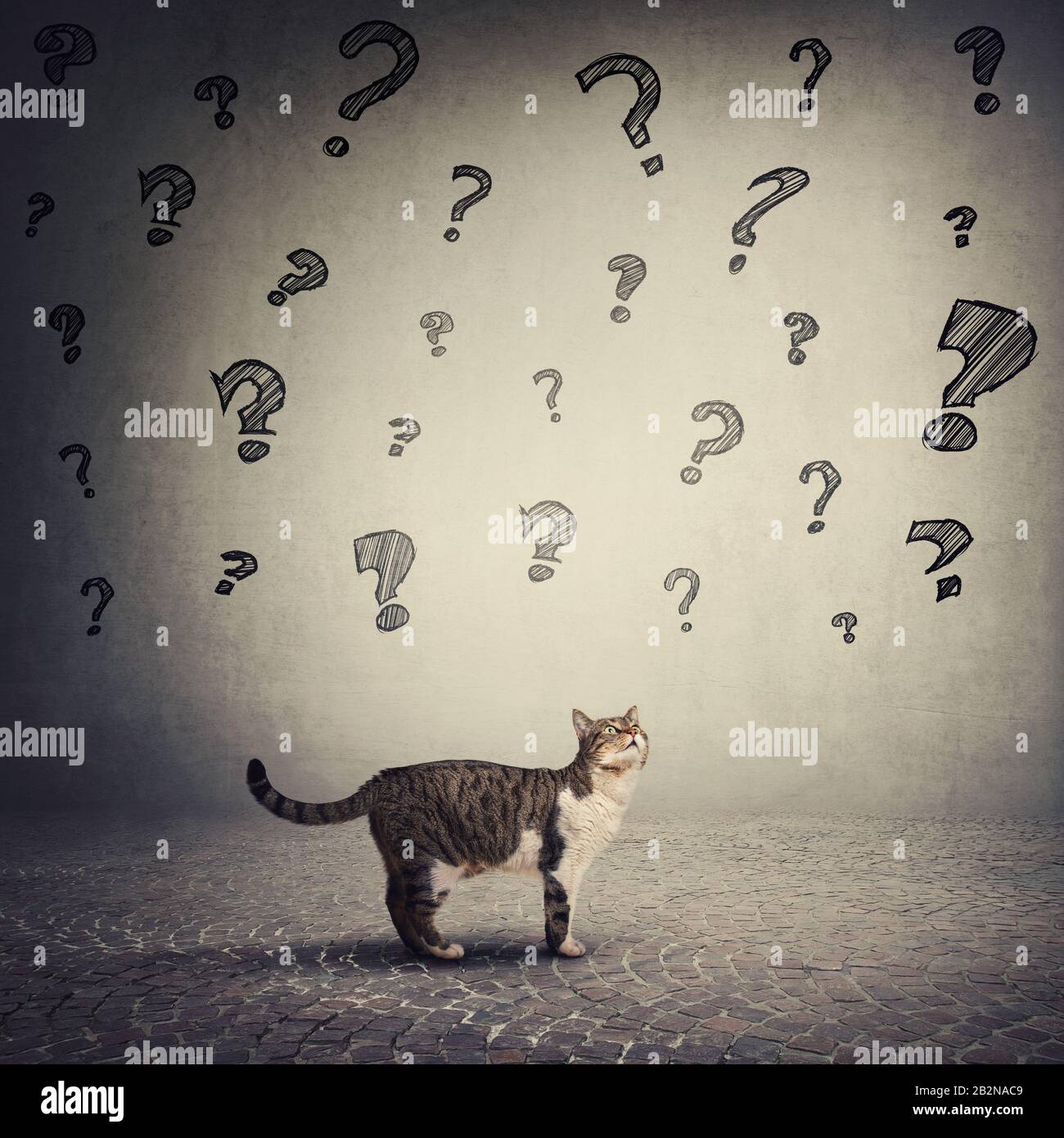 Question marks background quiz hi-res stock photography and images - Alamy