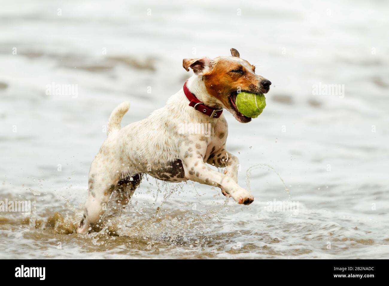 Laughing dog hi-res stock photography and images - Alamy