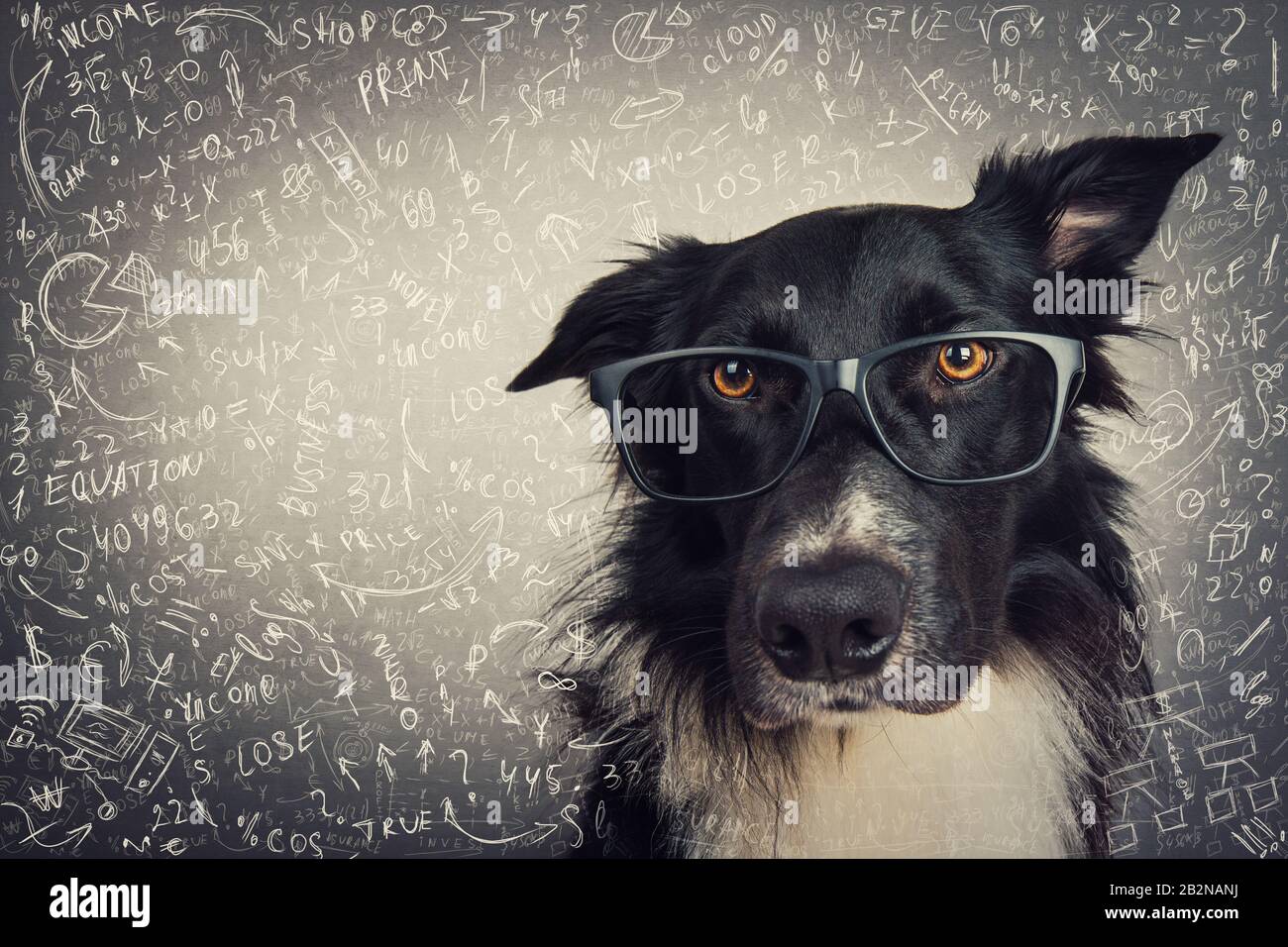 Close up portrait of thoughtful dog wearing glasses. Purebred Border ...