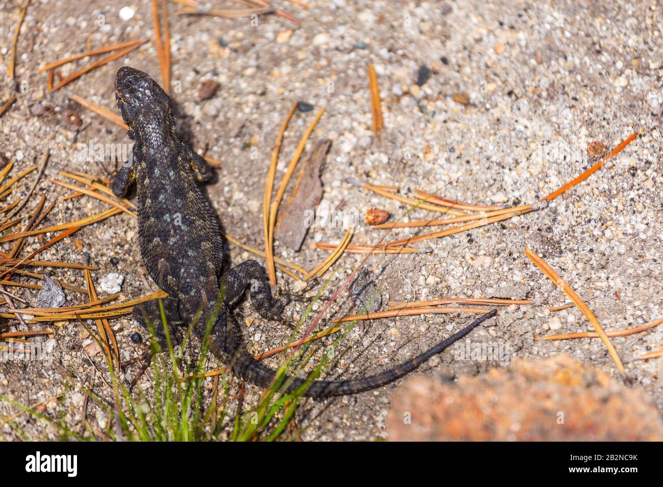 Small lizard on a rock, Yosemite National Park, California, USA Stock ...