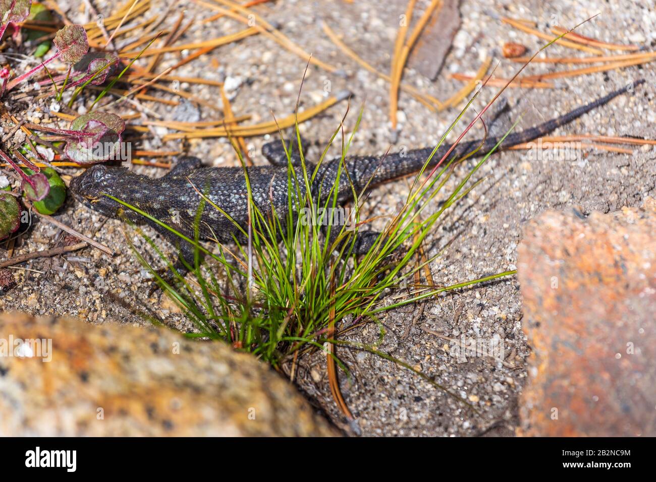 Small lizard on a rock, Yosemite National Park, California, USA Stock ...
