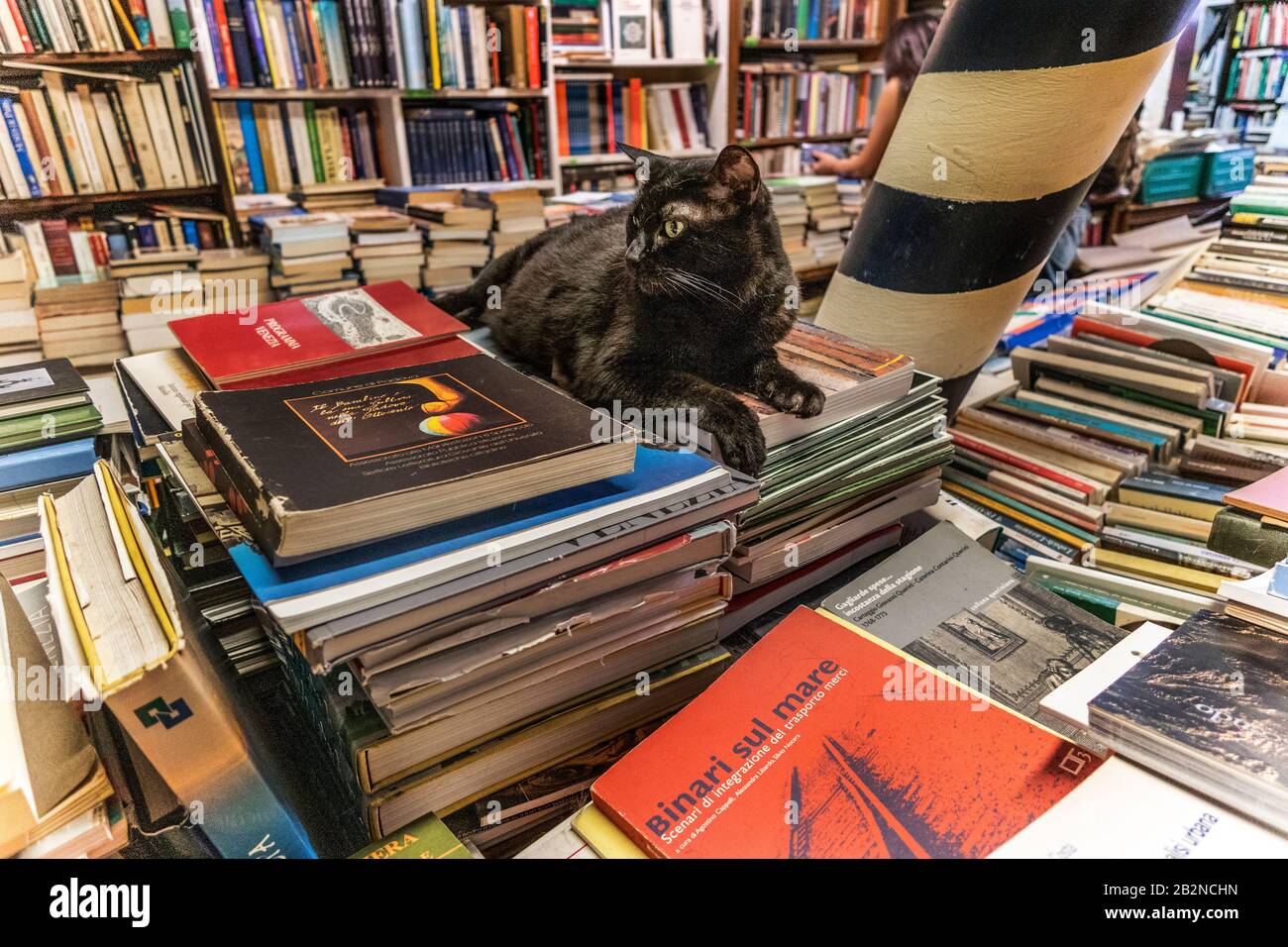 Cat In Library