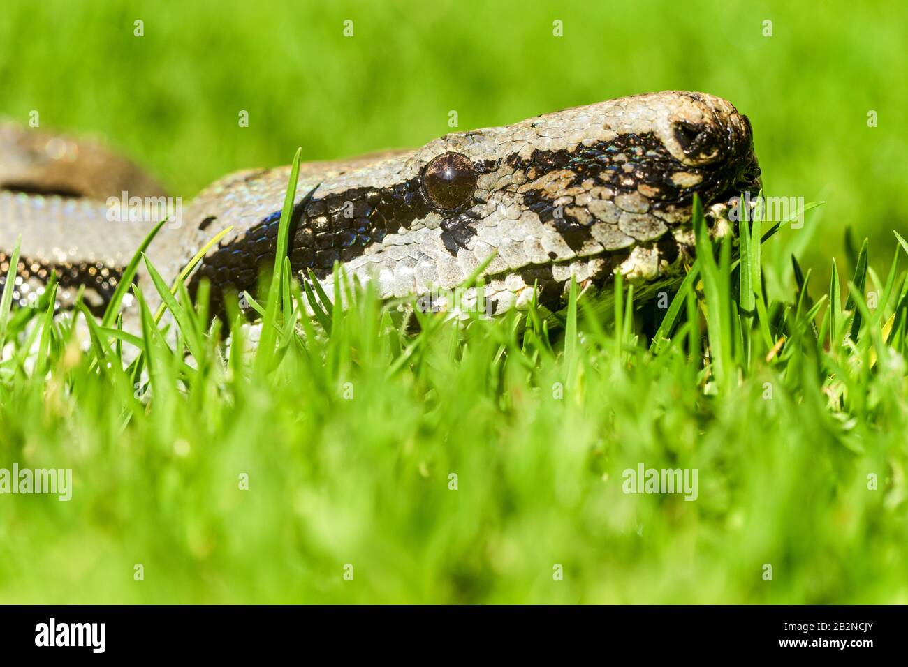 Amazon ground snake hi-res stock photography and images - Alamy