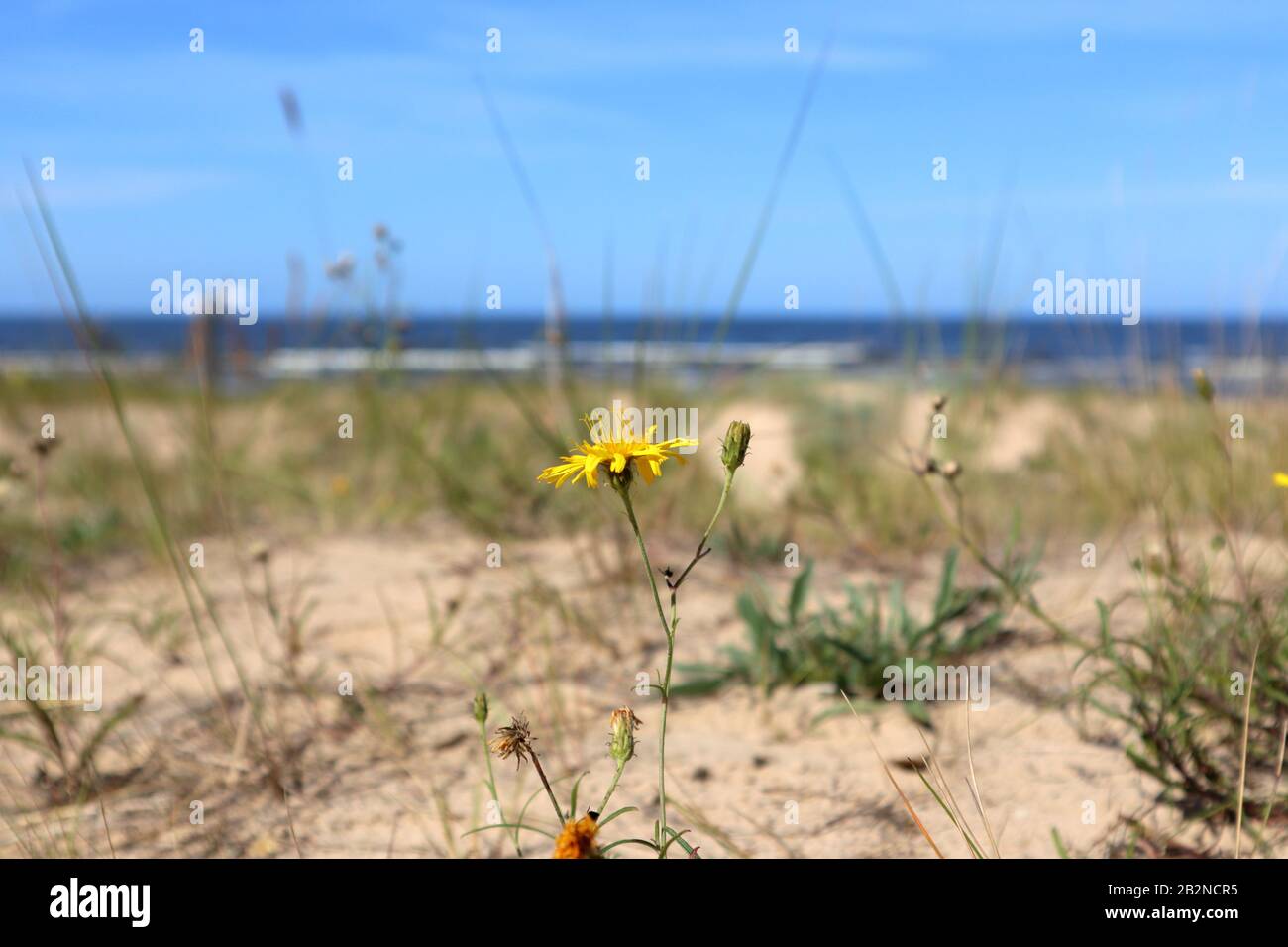 Wild yellow flowers and green grass macro on baltic beach sand coast ...