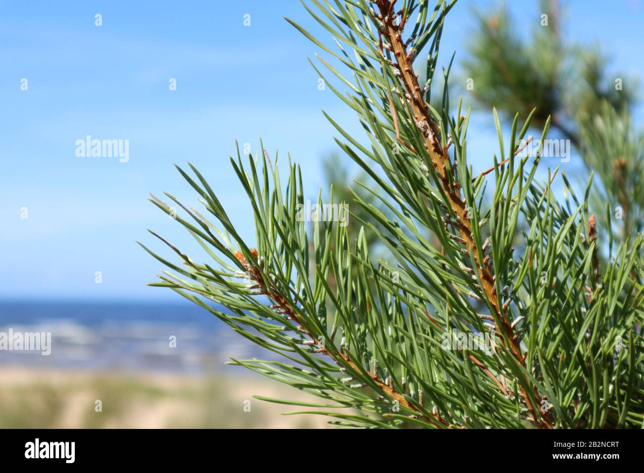 Pine trees wood top. View up in forest with blue sky evergreen nature ...