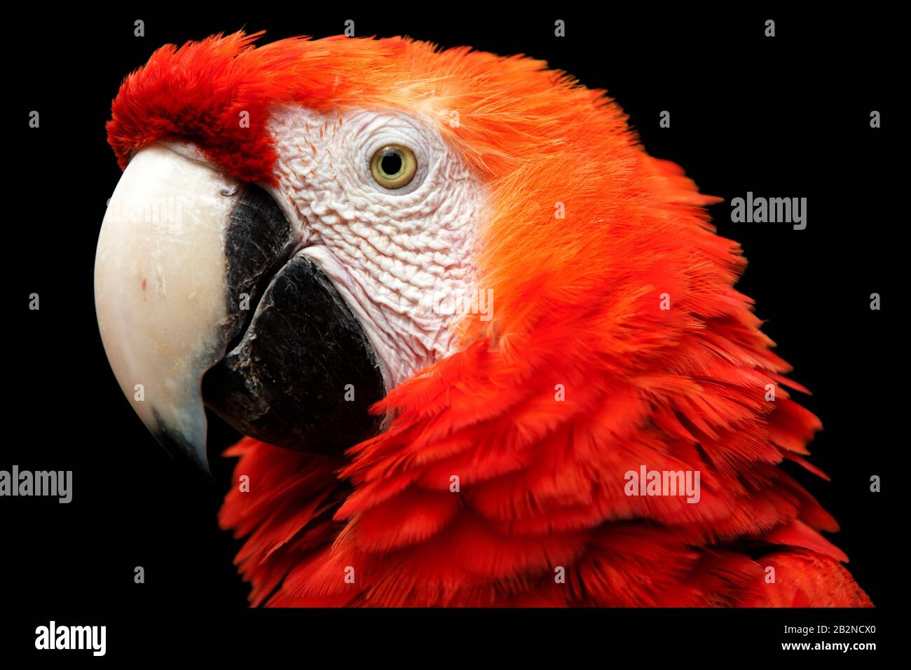 The Scarlet Macaw Is A Large Colorful Macaw It Is Native To Moist ...