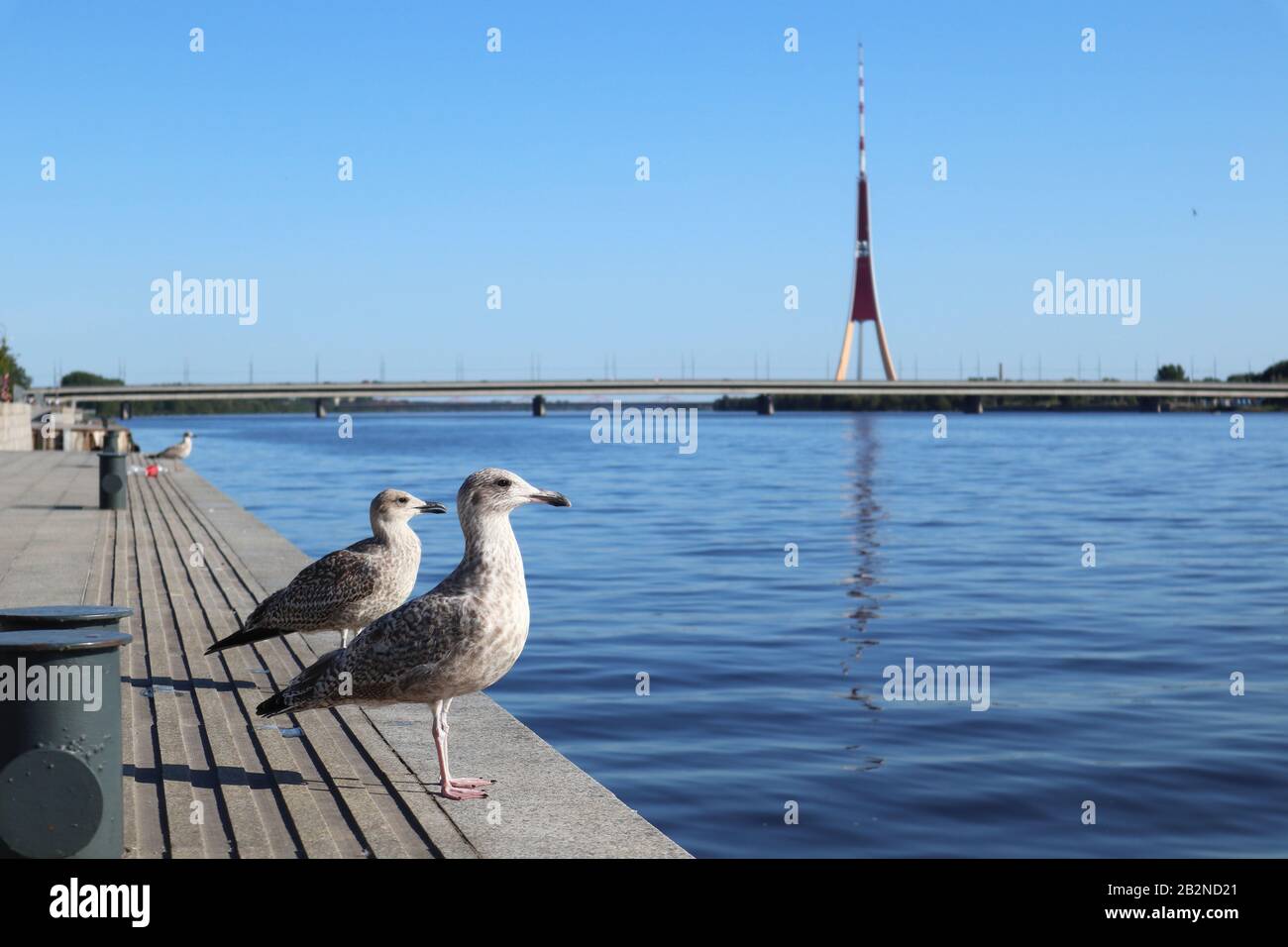 Riga Latvia seagulls birds on promenade city center tv tower cityscape ...