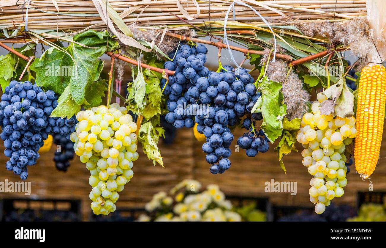 Fresh Grapes Display At Autumn Festival Show Medium Telephoto Lens ...