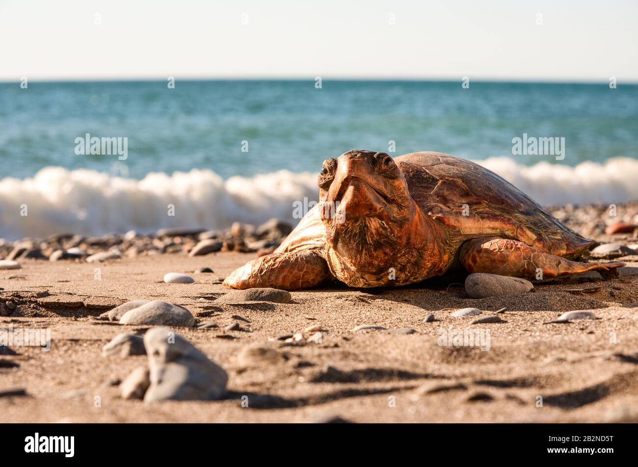 Skinny ribs hi-res stock photography and images - Alamy