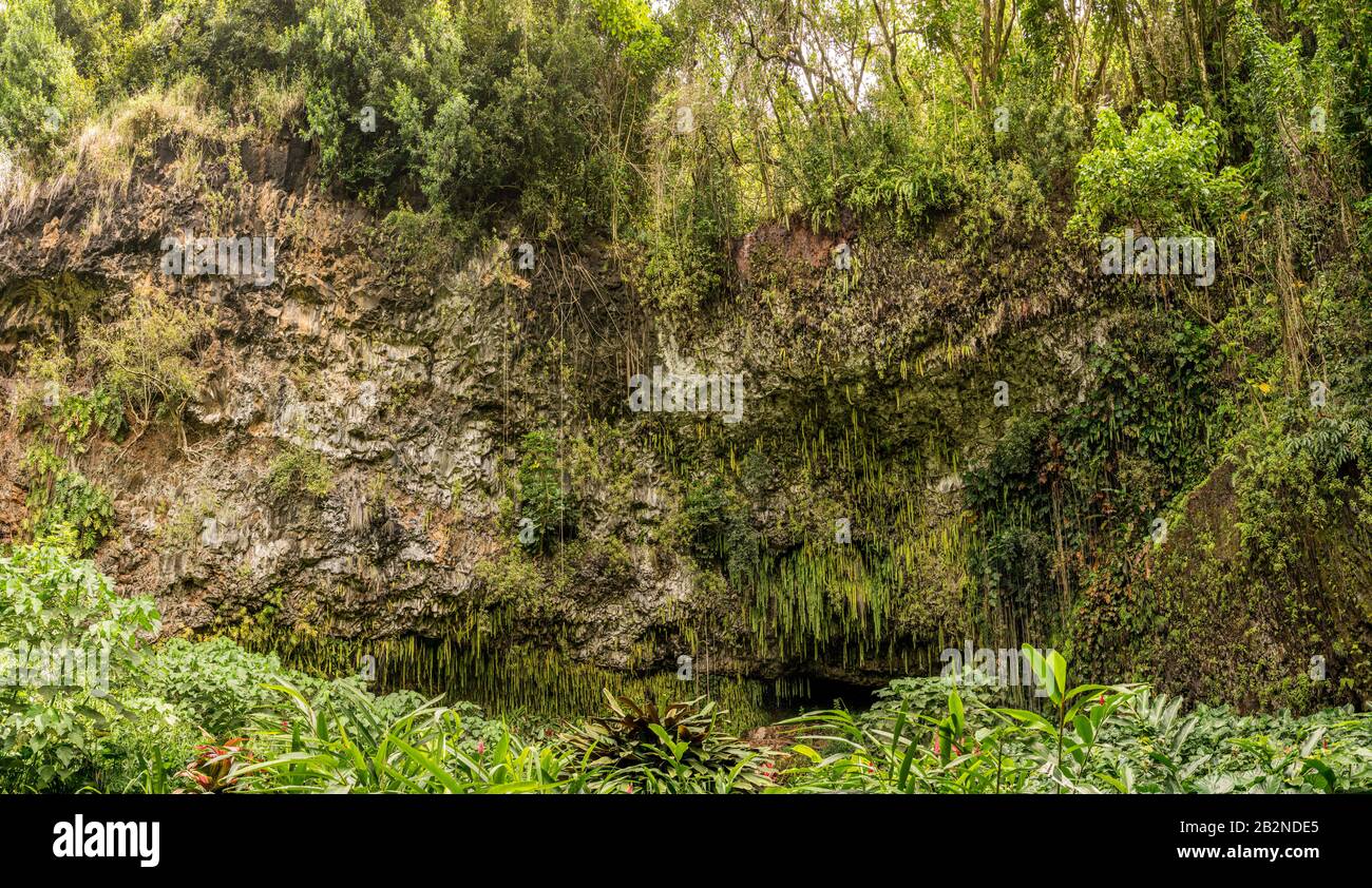 Panorama of the ferns and other plants hanging from rocks at Fern ...