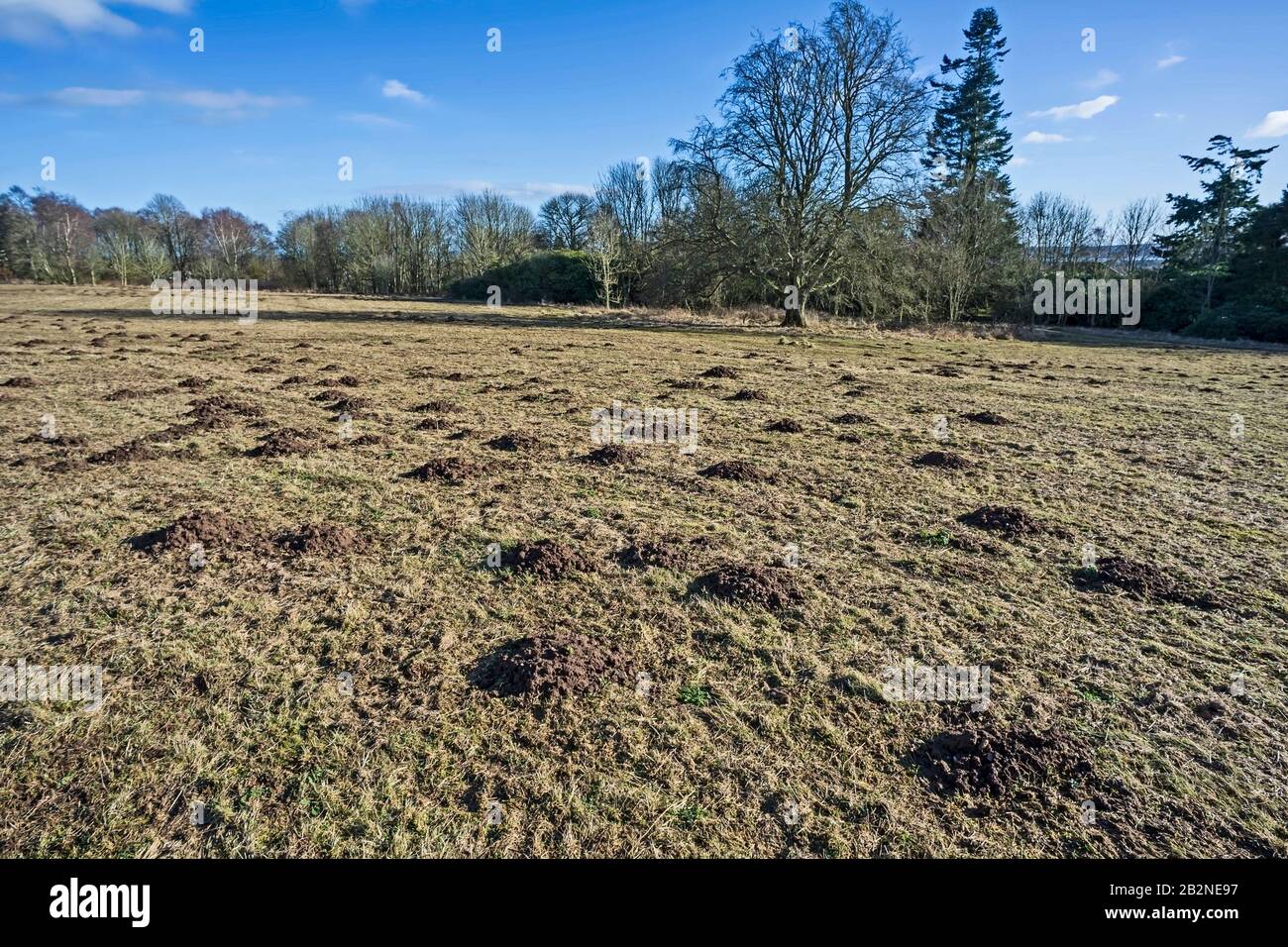 Mole digging burrow hi-res stock photography and images - Alamy