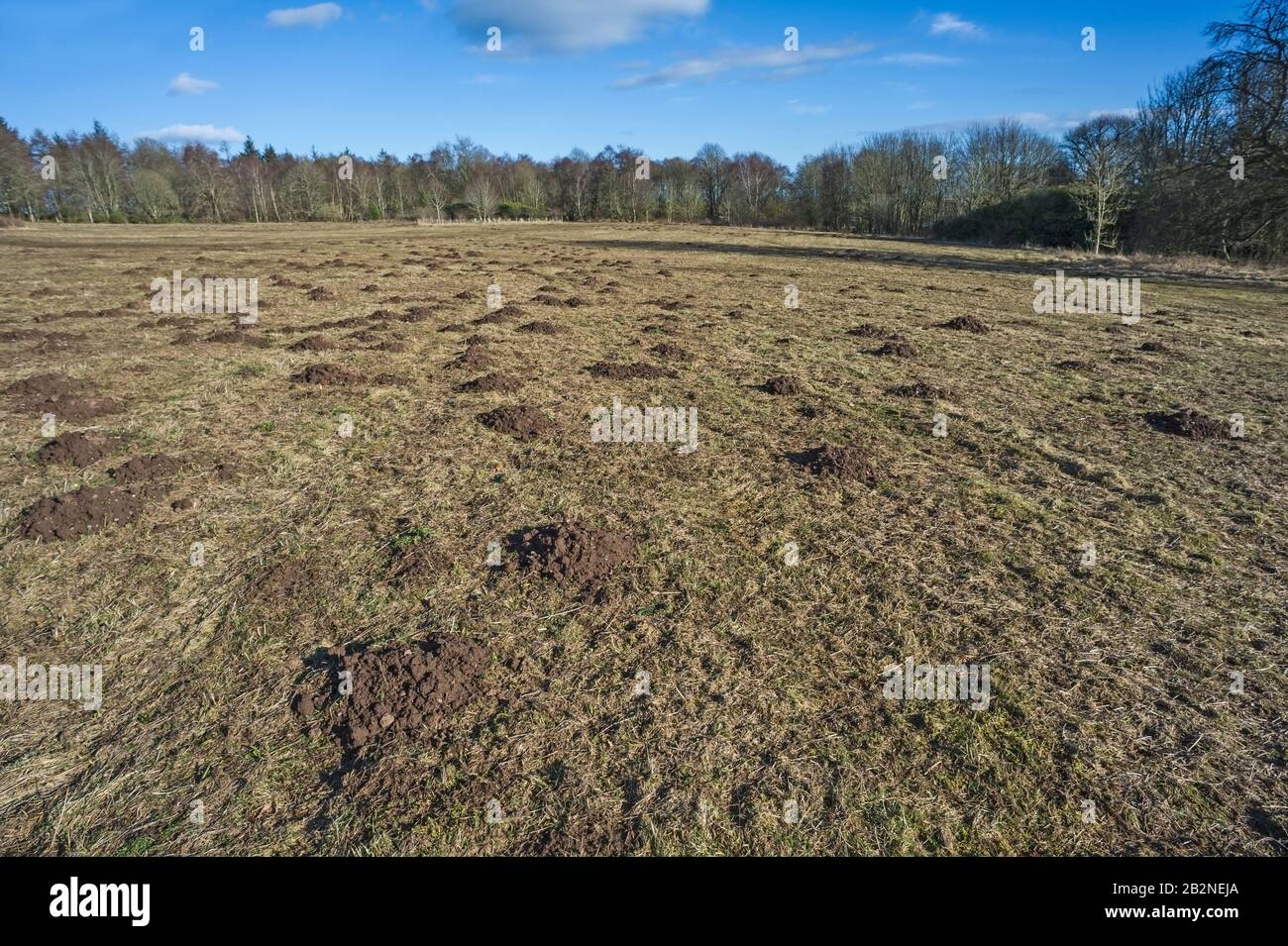Multiple molehills in a field in Angus, Scotland, UK Stock Photo - Alamy