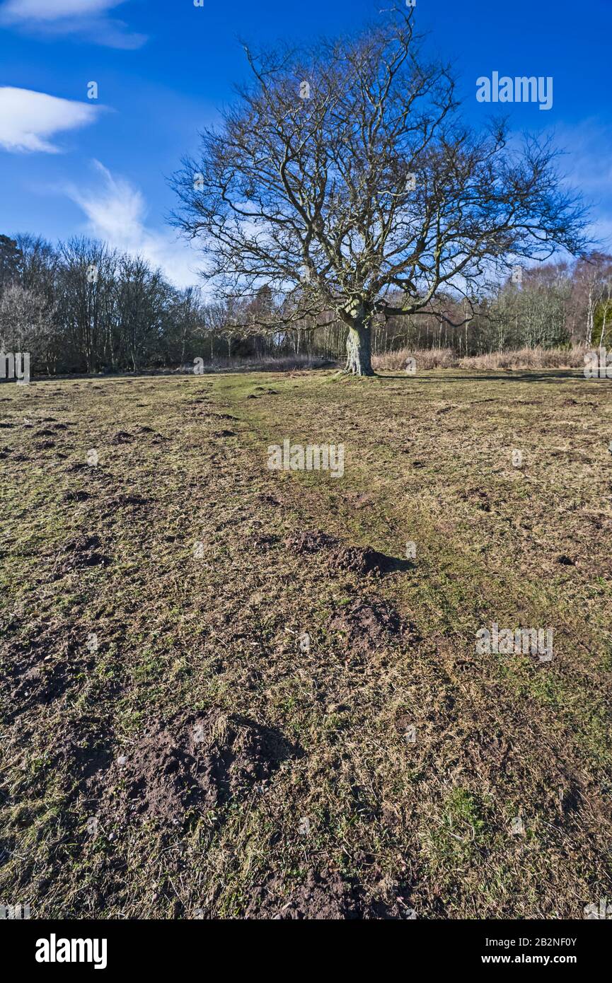 Ecosystem and animals multiple hi-res stock photography and images - Alamy