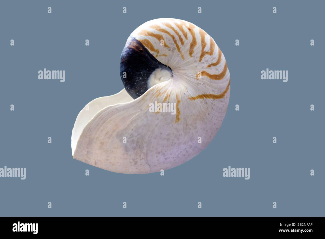 Nautilus pompilius shell. Isolated over turquoise background Stock ...