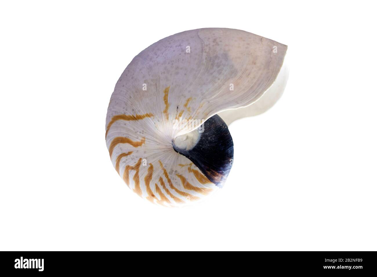 Nautilus pompilius shell. Isolated over white background Stock Photo ...