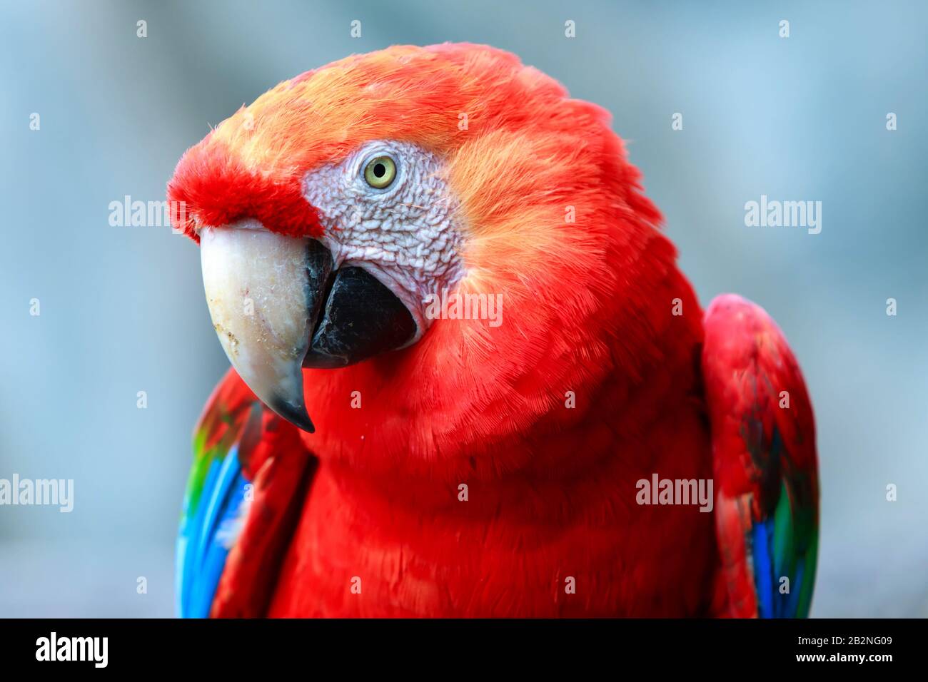 The Scarlet Macaw Is A Large Colorful Macaw It Is Native To Moist ...