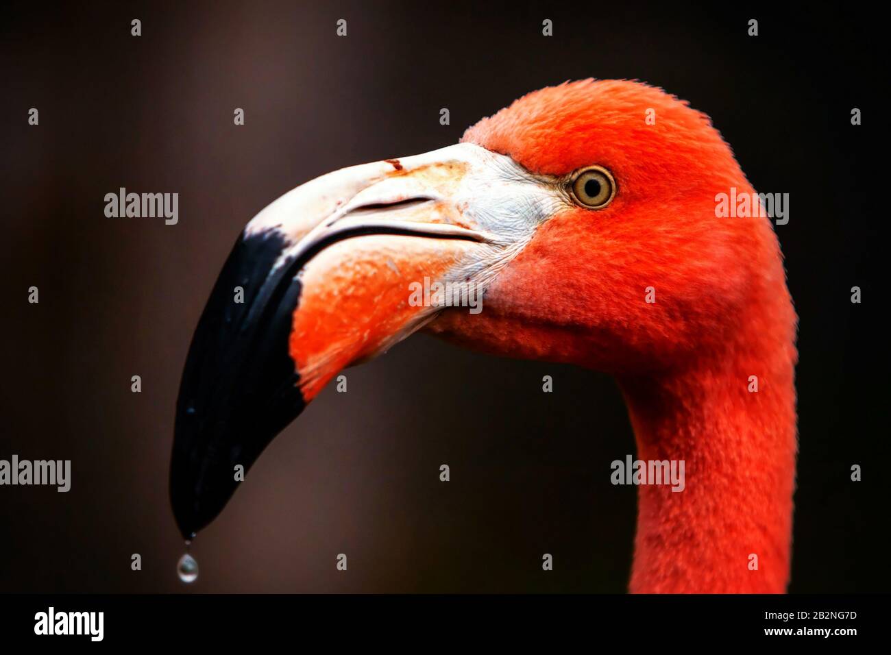 Headshot Of An Adult Male Flamingo Isolated By Natural Light Stock ...