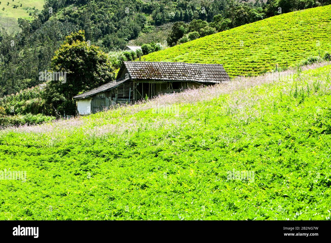 Old Warehouse In A Lettuce Field Stock Photo - Alamy