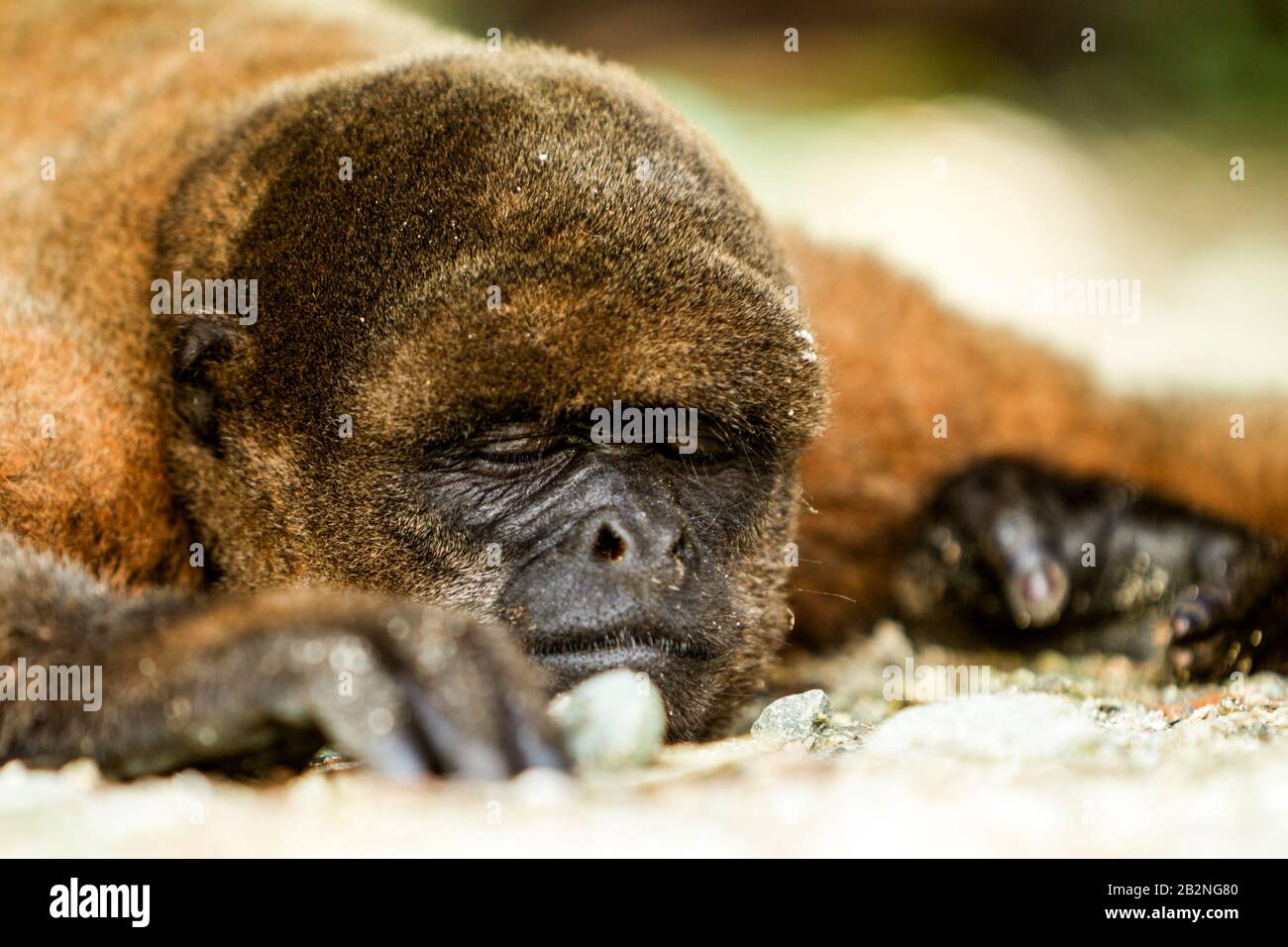 Low Angle View Of A Sleeping Monkey Shoot In Ecuadorian Jungle Stock ...