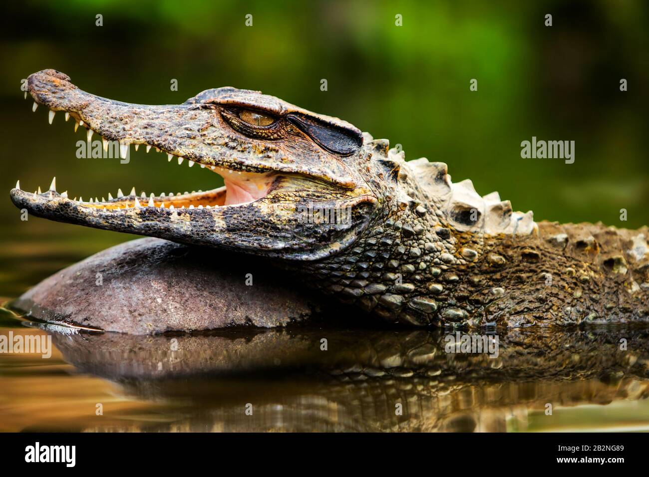 Mini crocodile hi-res stock photography and images - Alamy