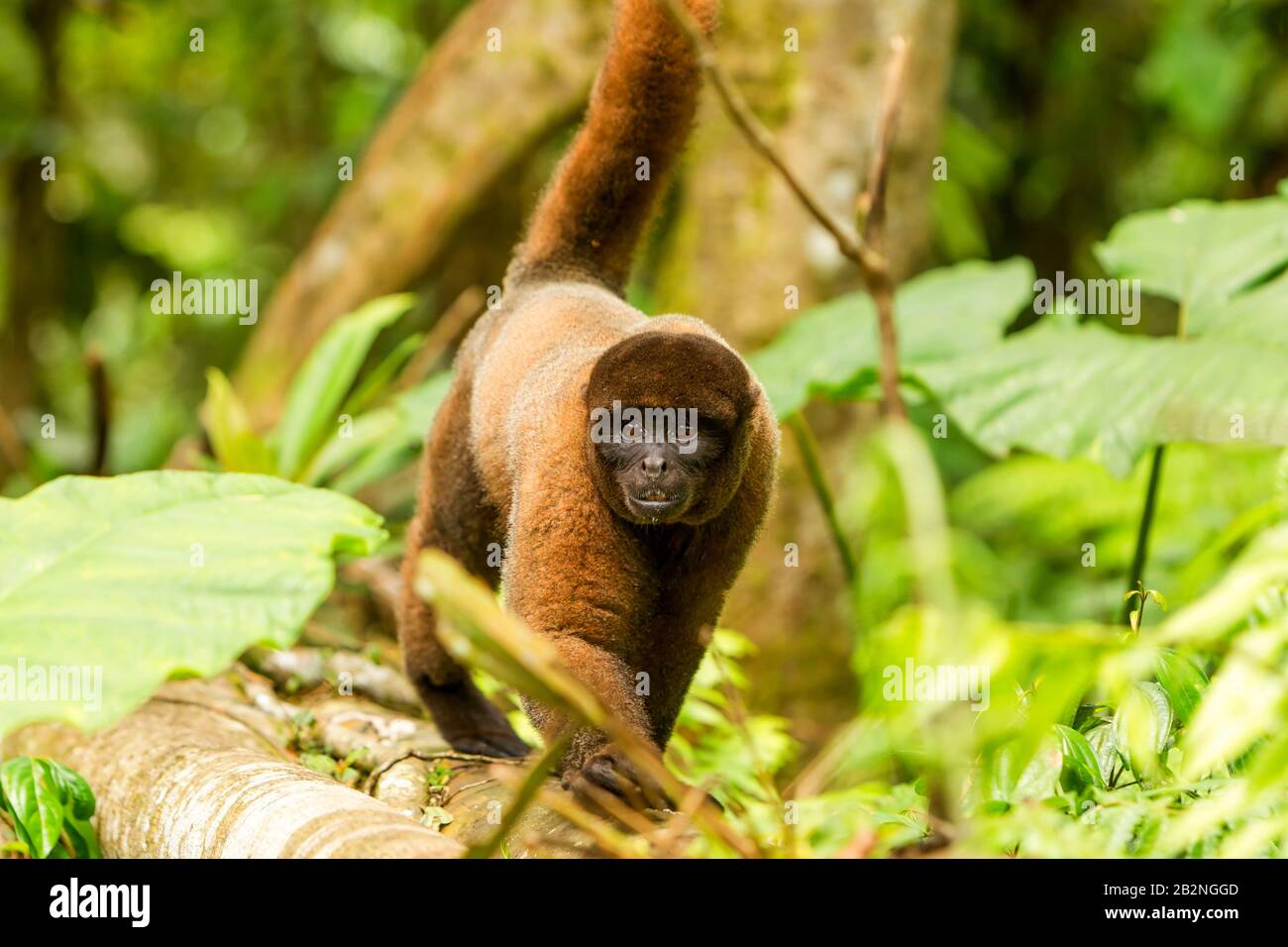 Adult Male Chorongo In The Ecuadorian Se Jungle Walking In His Natural ...