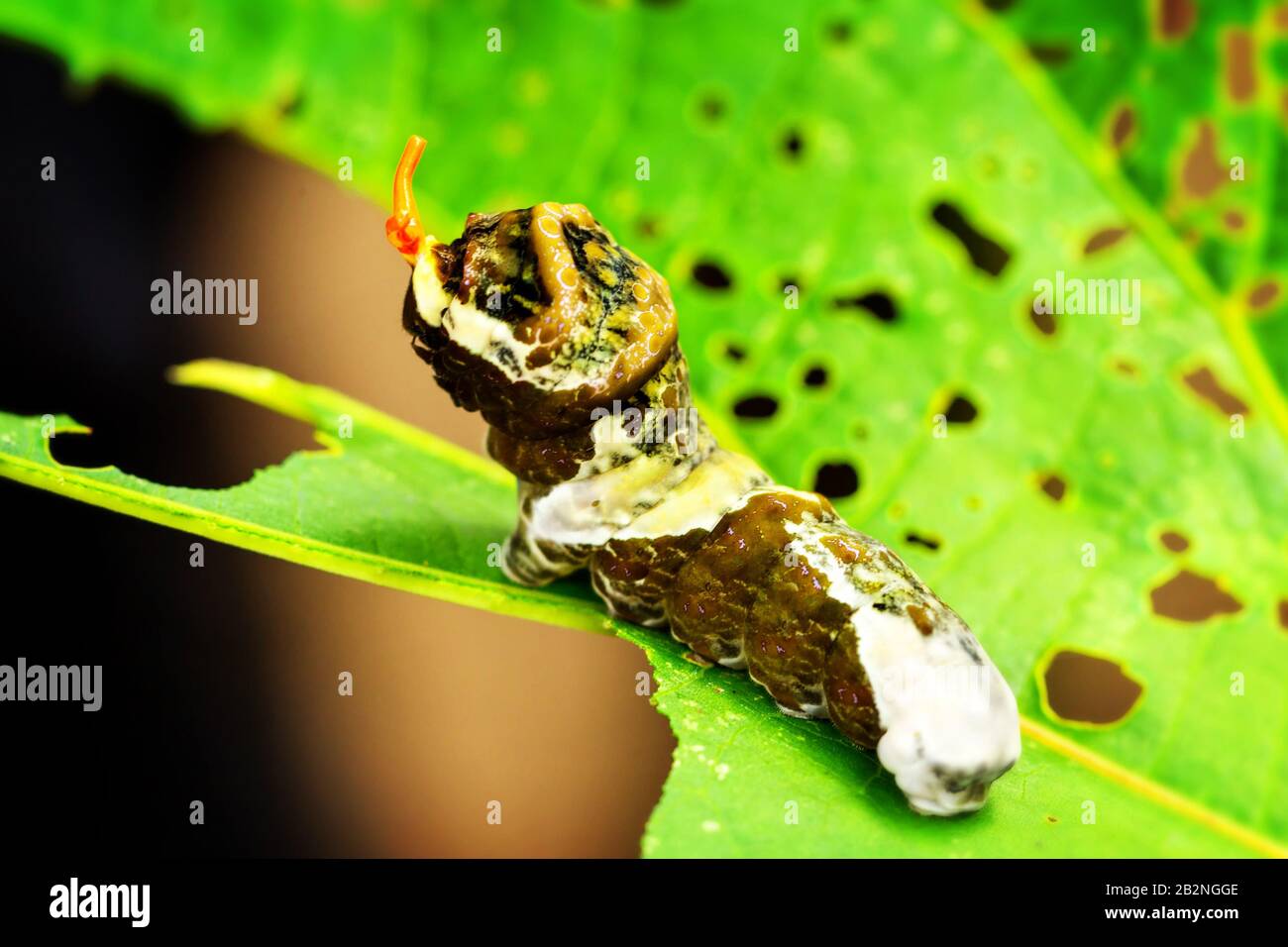 Larva Of Owl Butterfly Sitting On A Leaf With His Orange Eyes Stretched ...